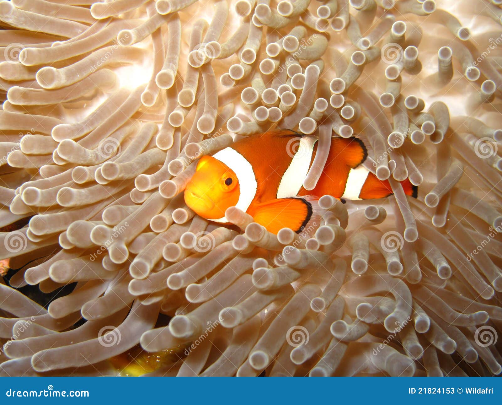 Finding Nemo the Clownfish stock image. Image of coral - 21824153