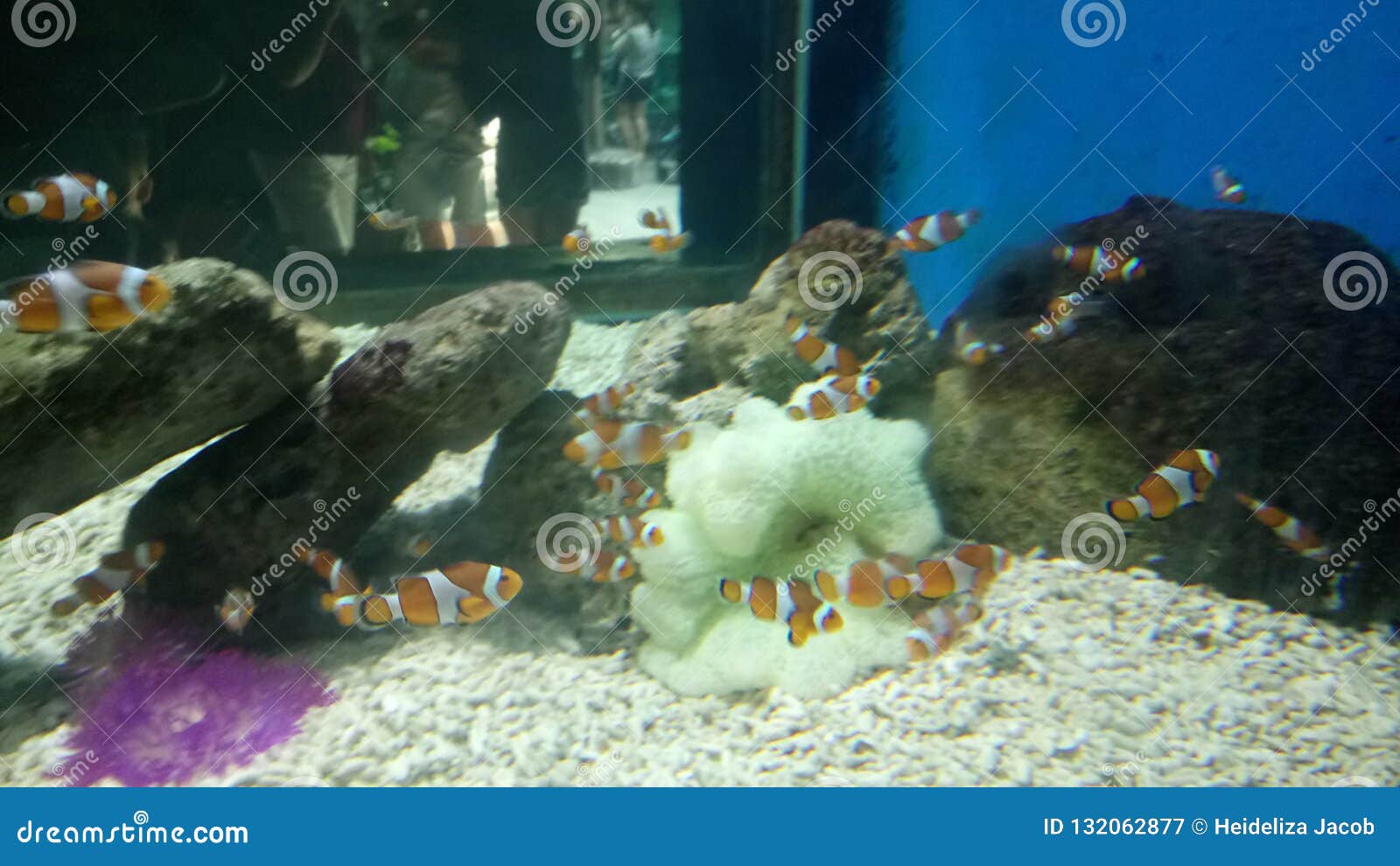 Finding Nemo stock image. Image of fish, friends, nemo - 132062877