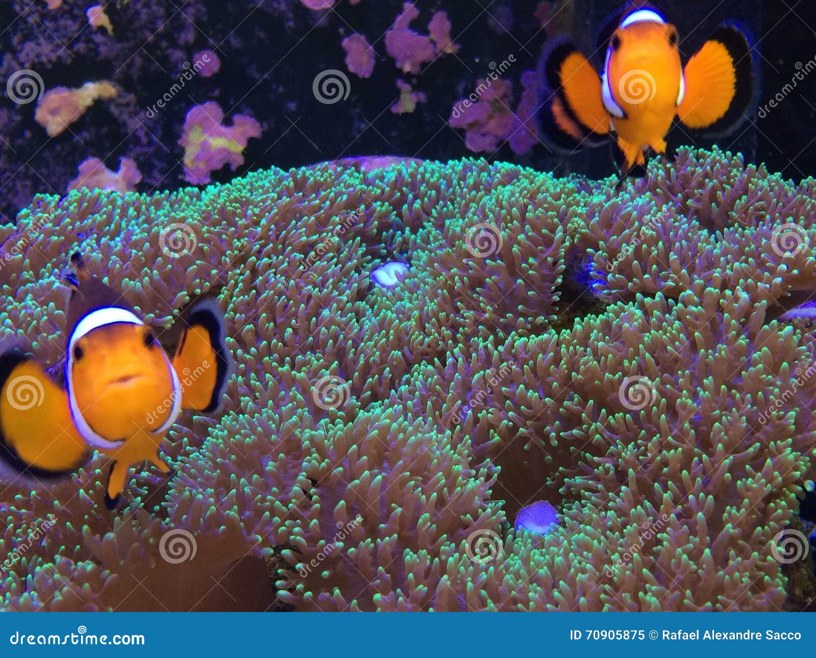 Real Nemo Fish Tank