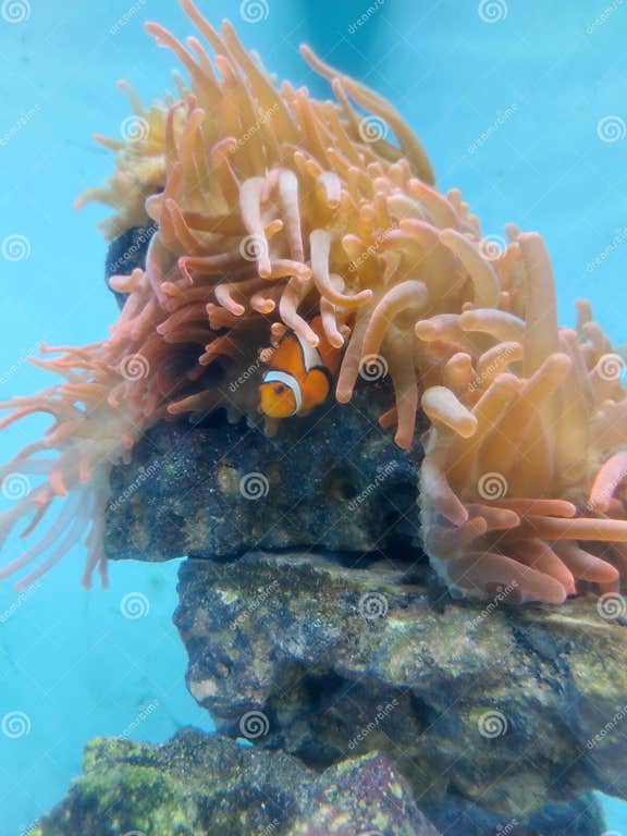 Finding nemo in real life stock image. Image of jellyfish - 255533669