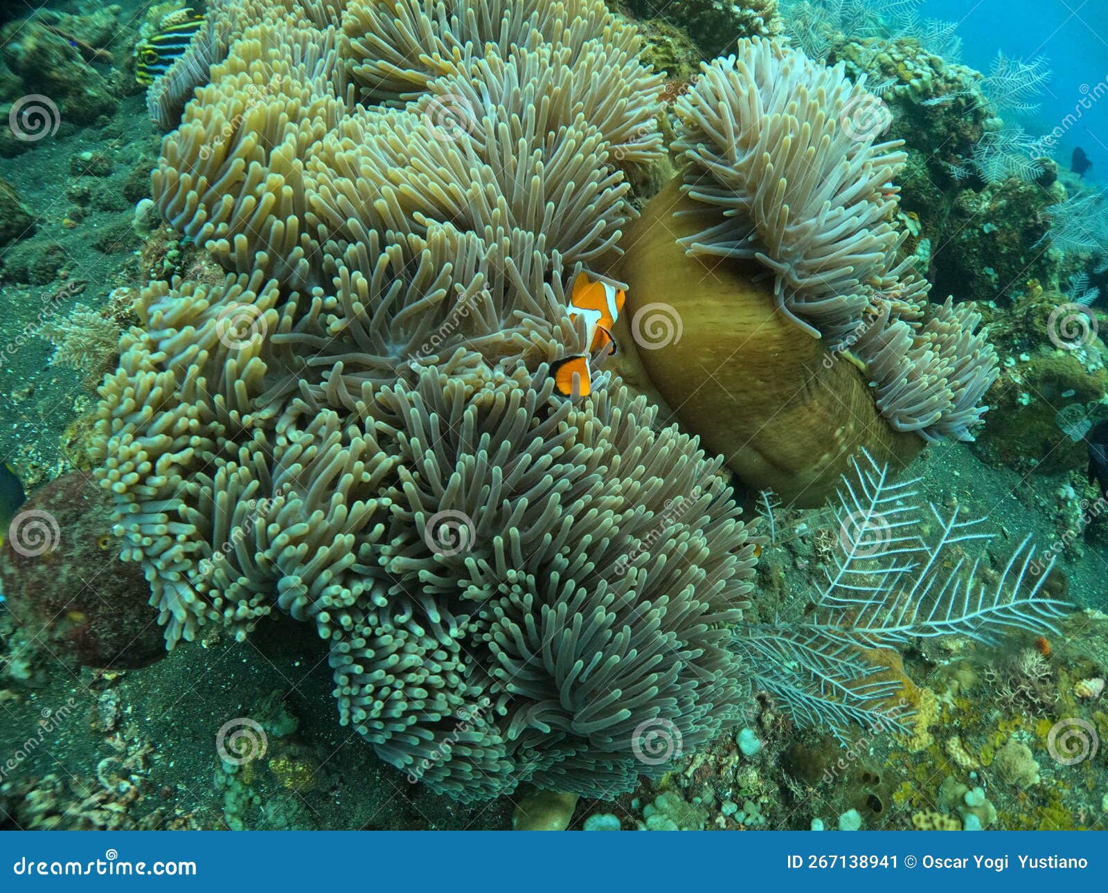 Finding Nemo in the sea stock image. Image of underwater - 267138941