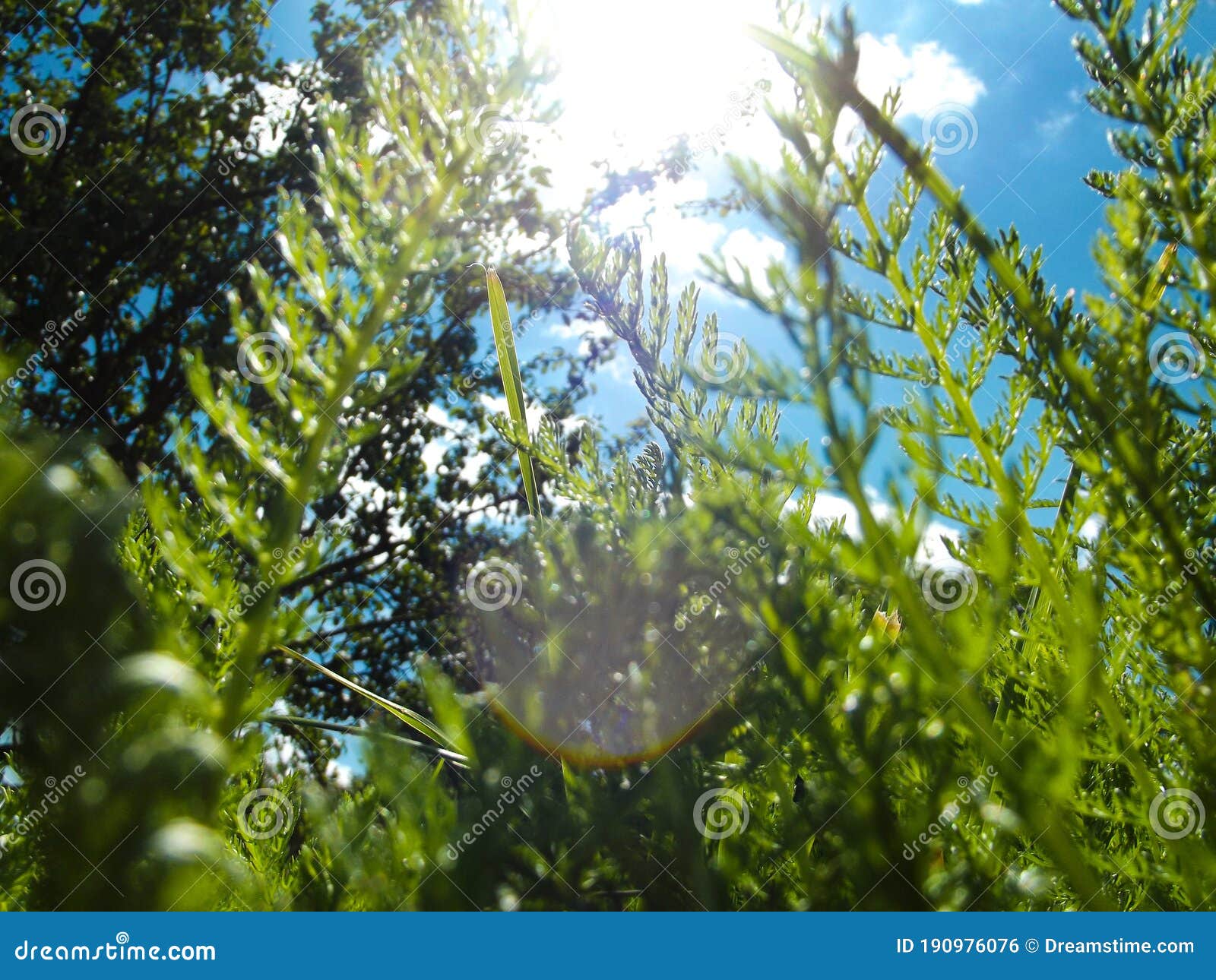 Finding a New View of Nature Stock Photo - Image of nature, shrub ...