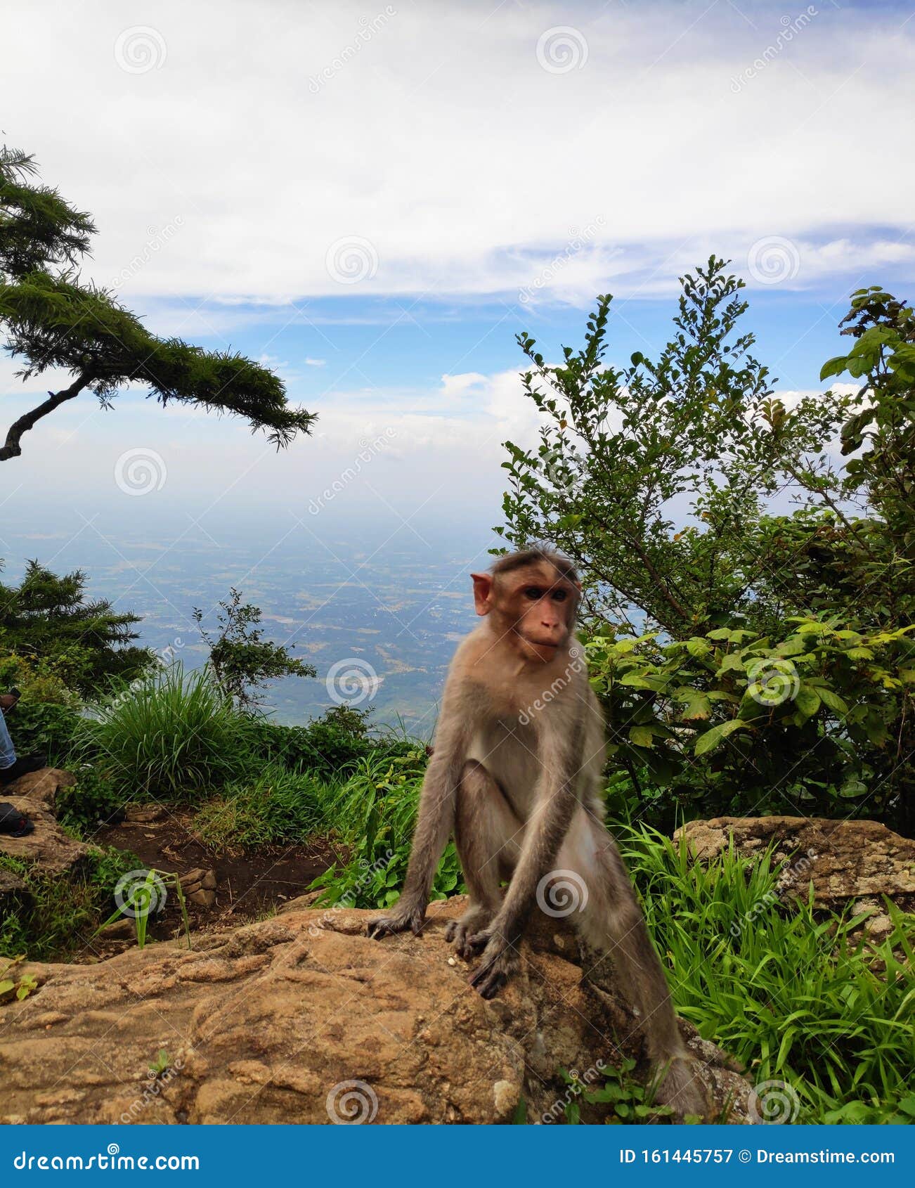 Finding partner stock image. Image of partner, forset - 161445757