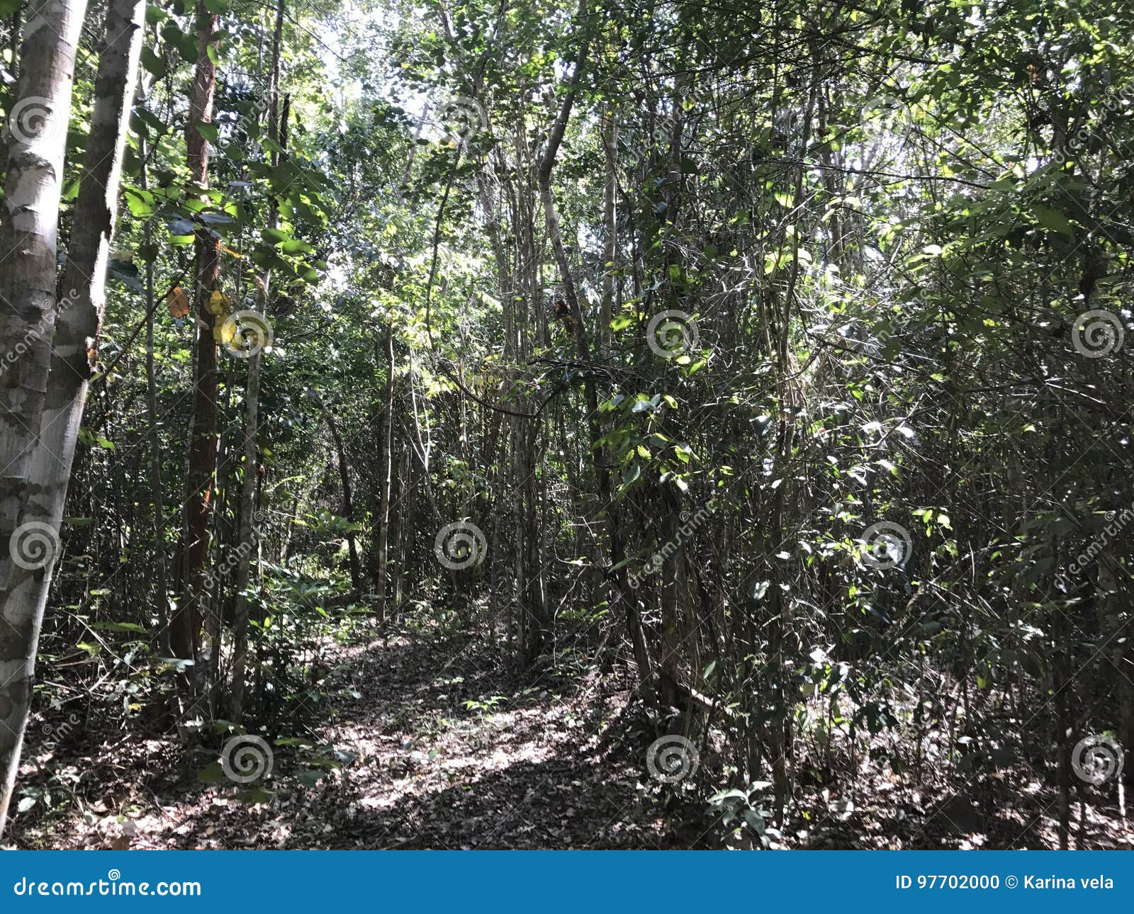 Finding a Path into the Jungle Stock Photo - Image of leaf, finding ...
