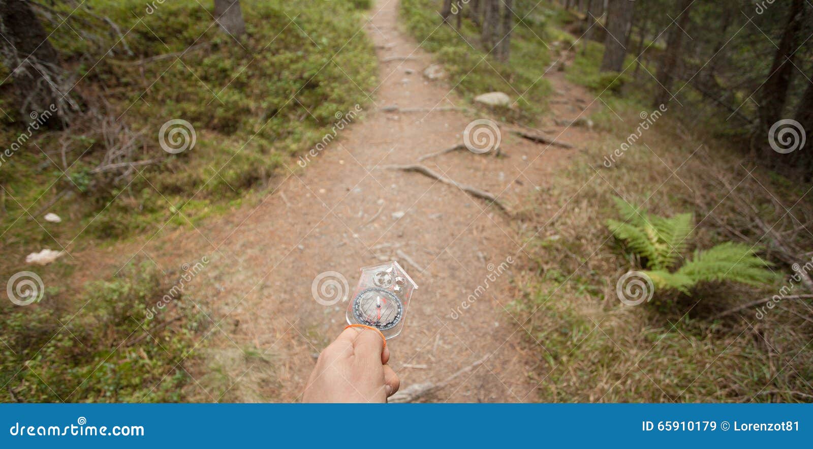 Finding the Right Position in the Forest with and Compass Stock Image ...