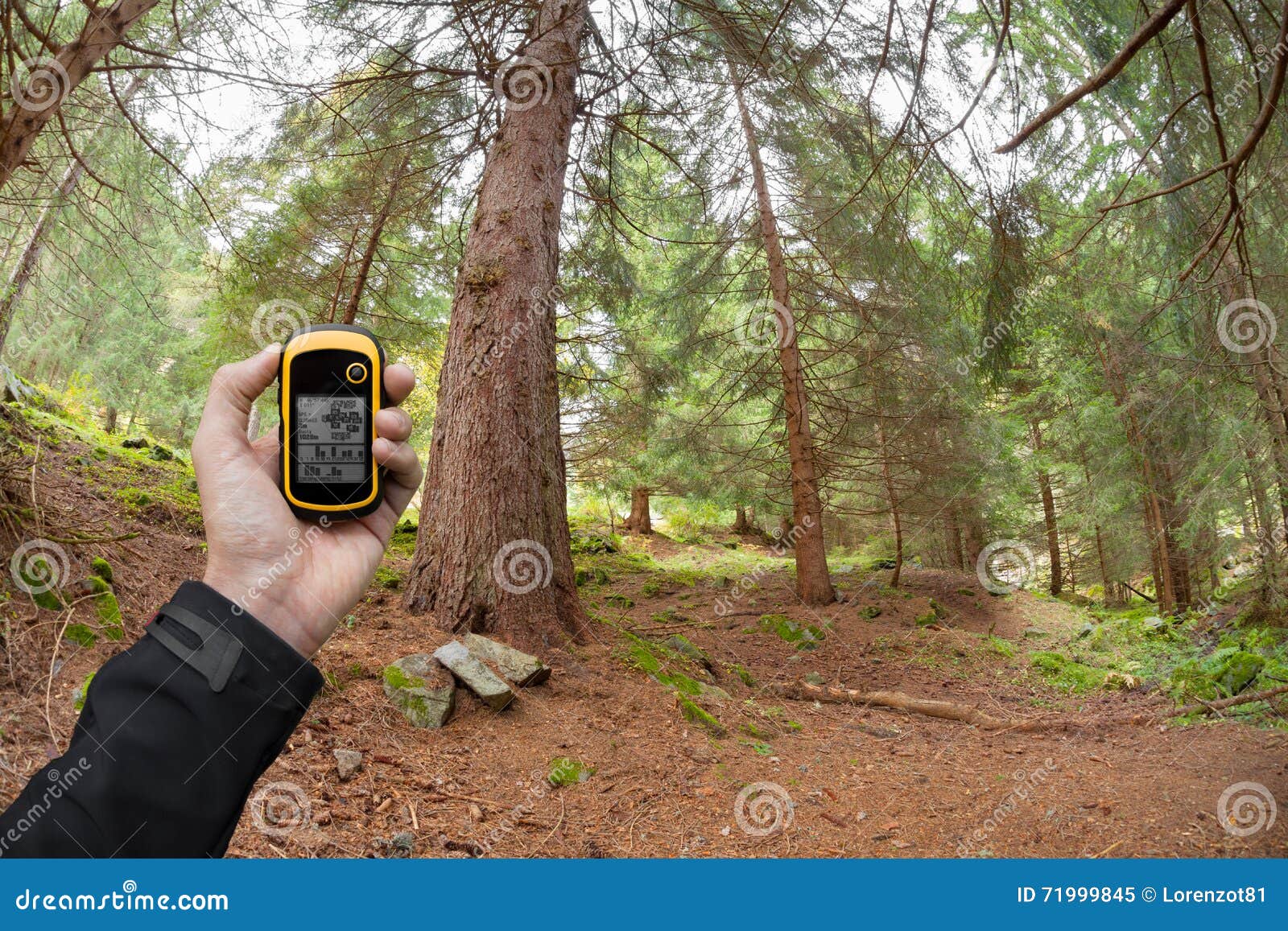 Finding the Right Position in the Forest Via Gps Stock Image - Image of ...