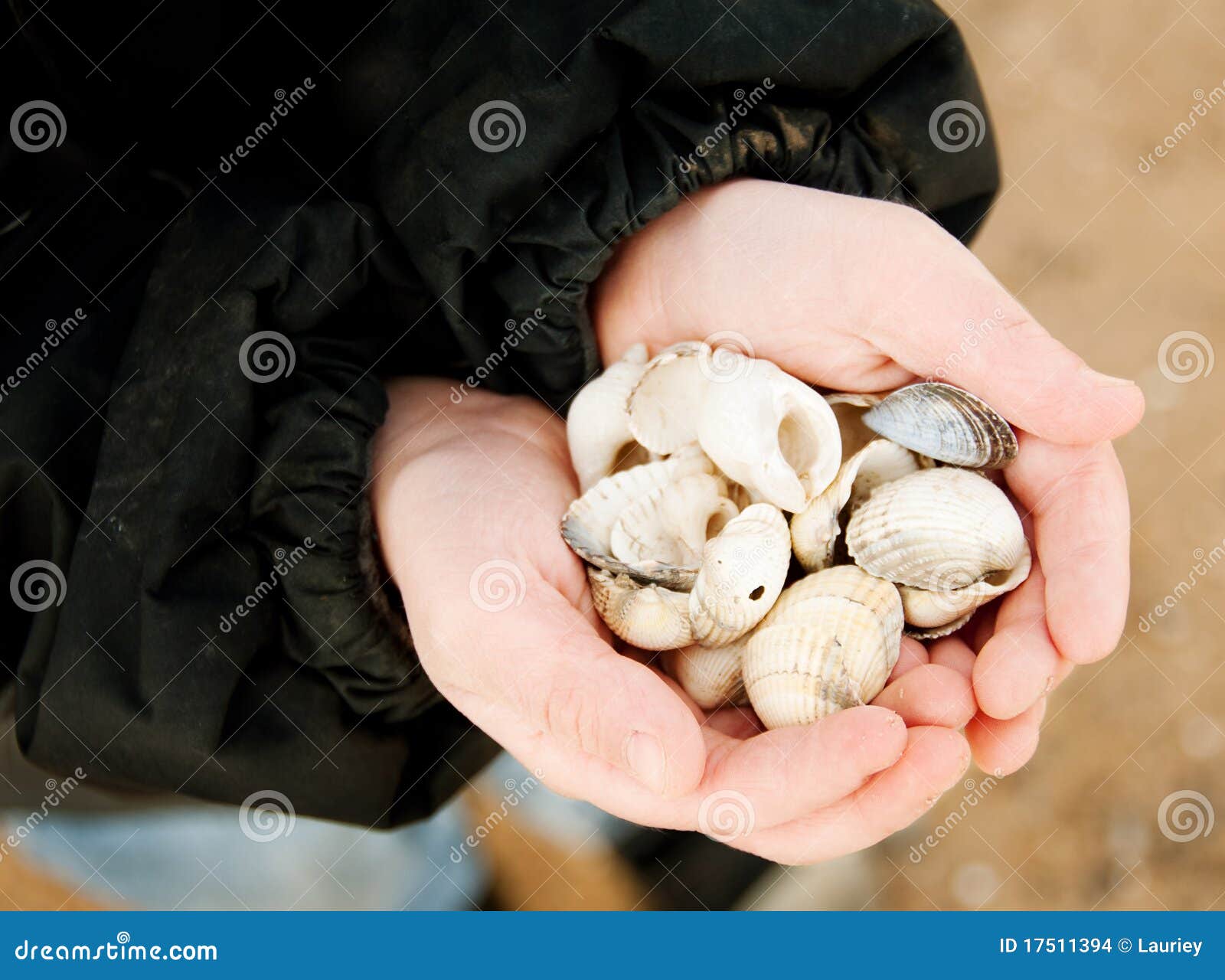 Finding Sea Shells stock photo. Image of seashells, collecting - 17511394