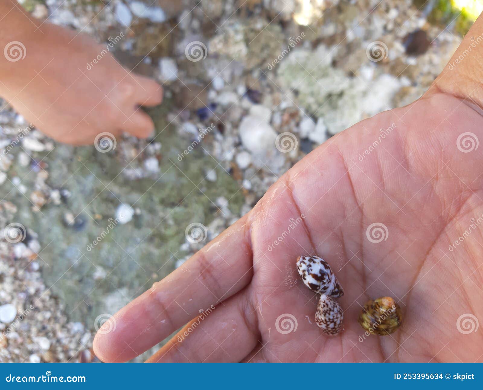 Finding Some Shells on the Beach Stock Photo - Image of rock, food ...