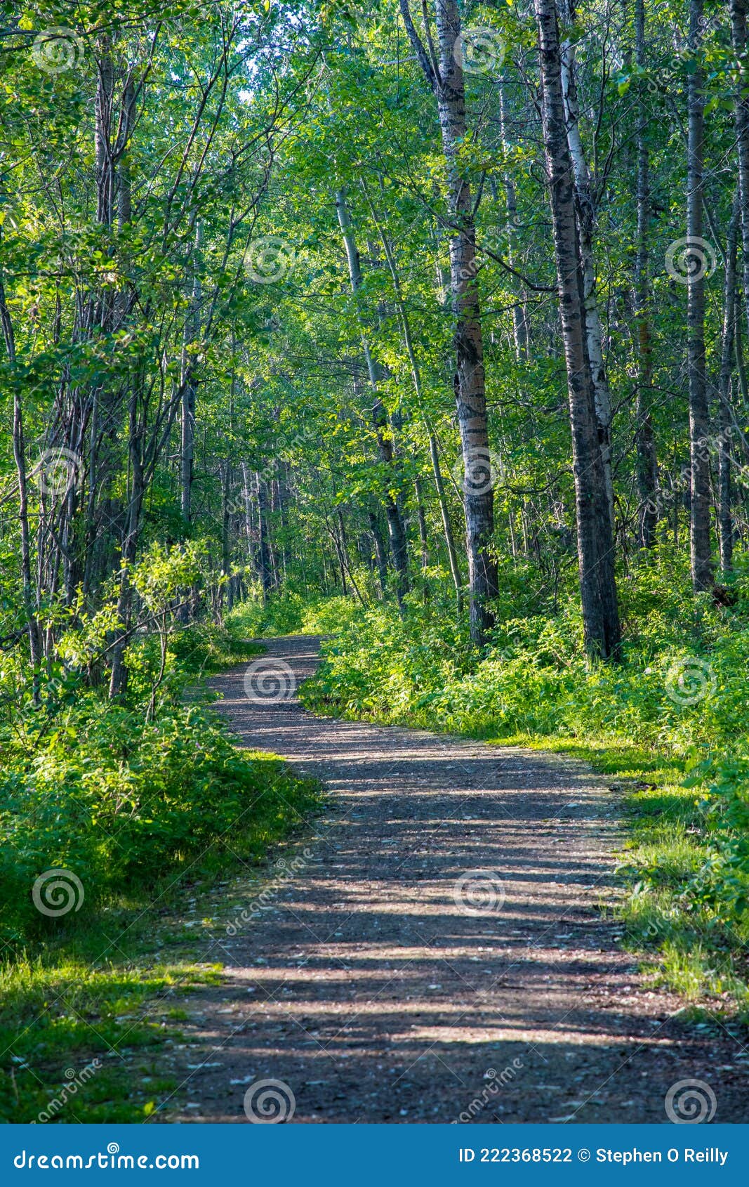 Finding your path stock photo. Image of evening, woodland - 222368522