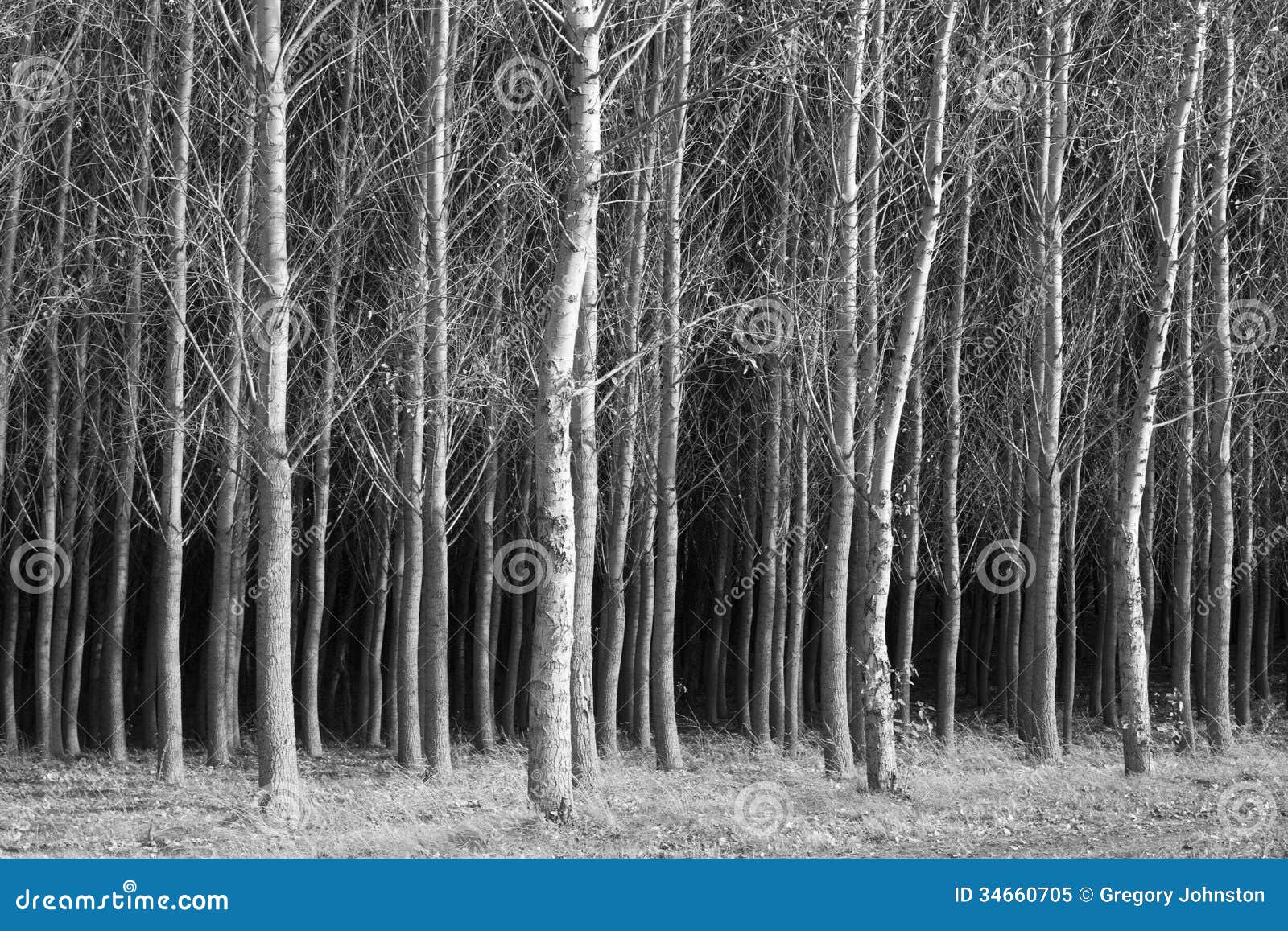 Fine art B&W of trees. stock image. Image of outdoor - 34660705