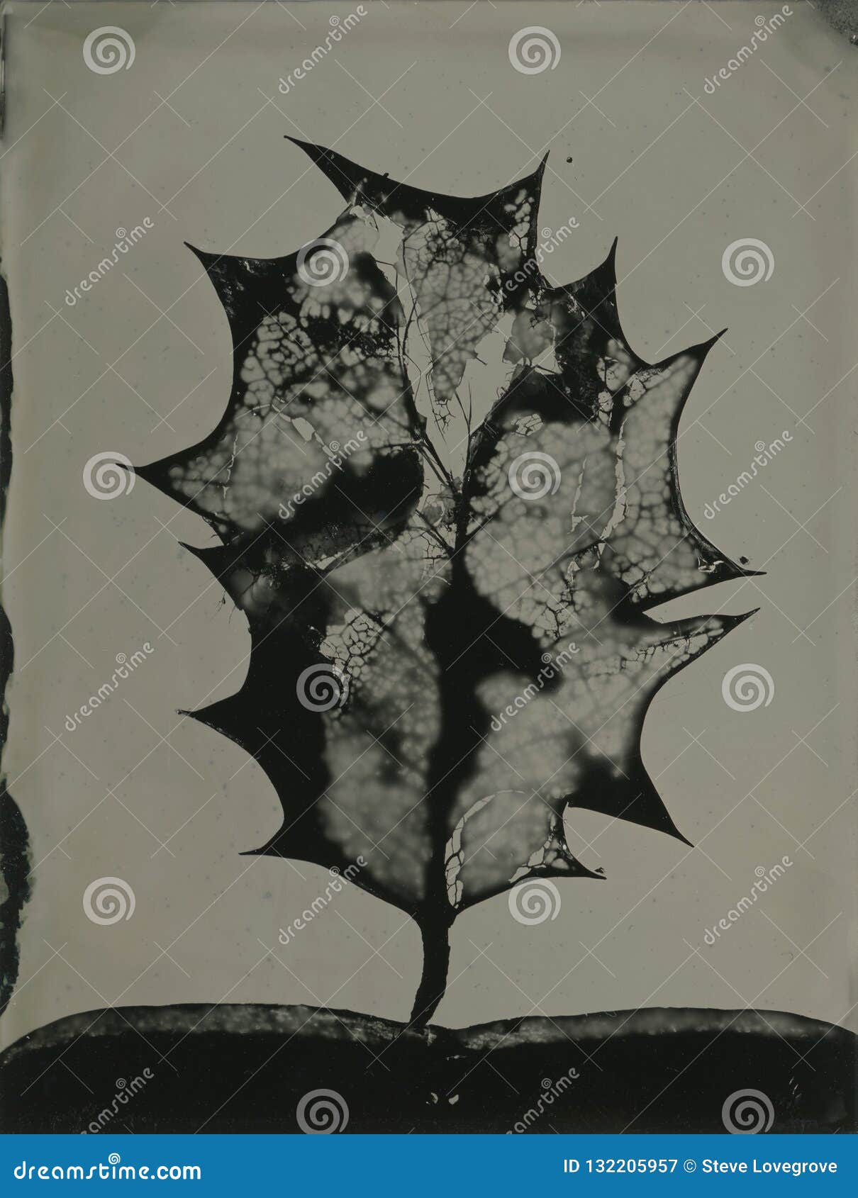 Fine Art Photogram of a Spiky Leaf Stock Illustration - Illustration of ...