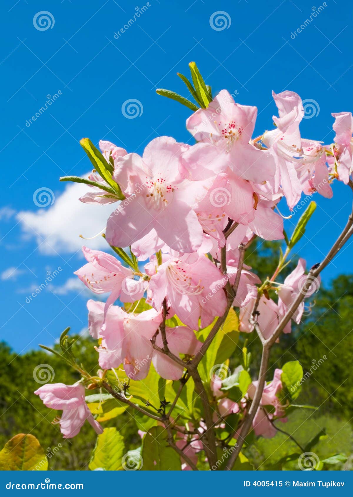 Fine Blooming Rose Flowers Against Blue Sky Stock Image - Image of ...