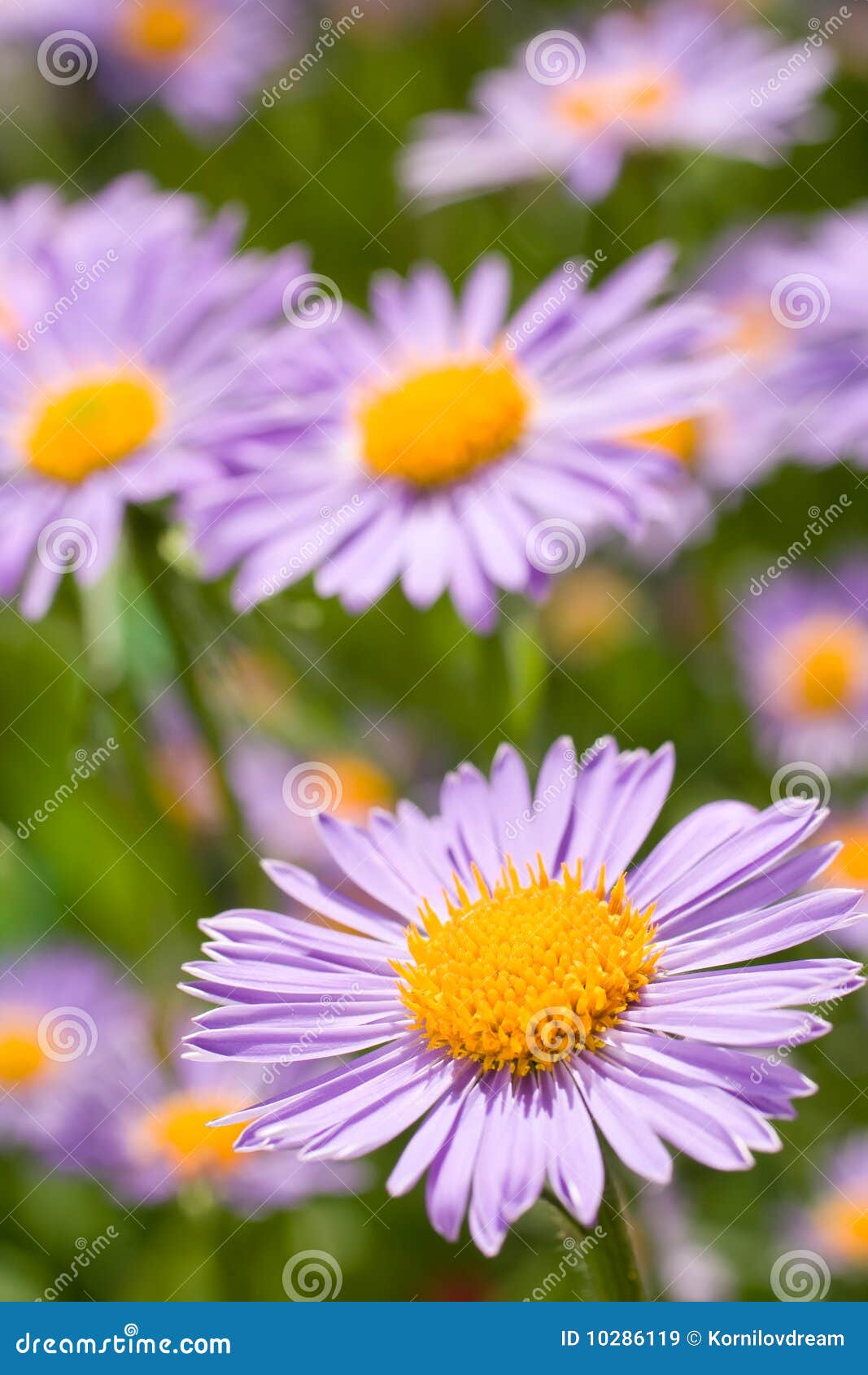 Fine blue flowers stock image. Image of floral, florist - 10286119