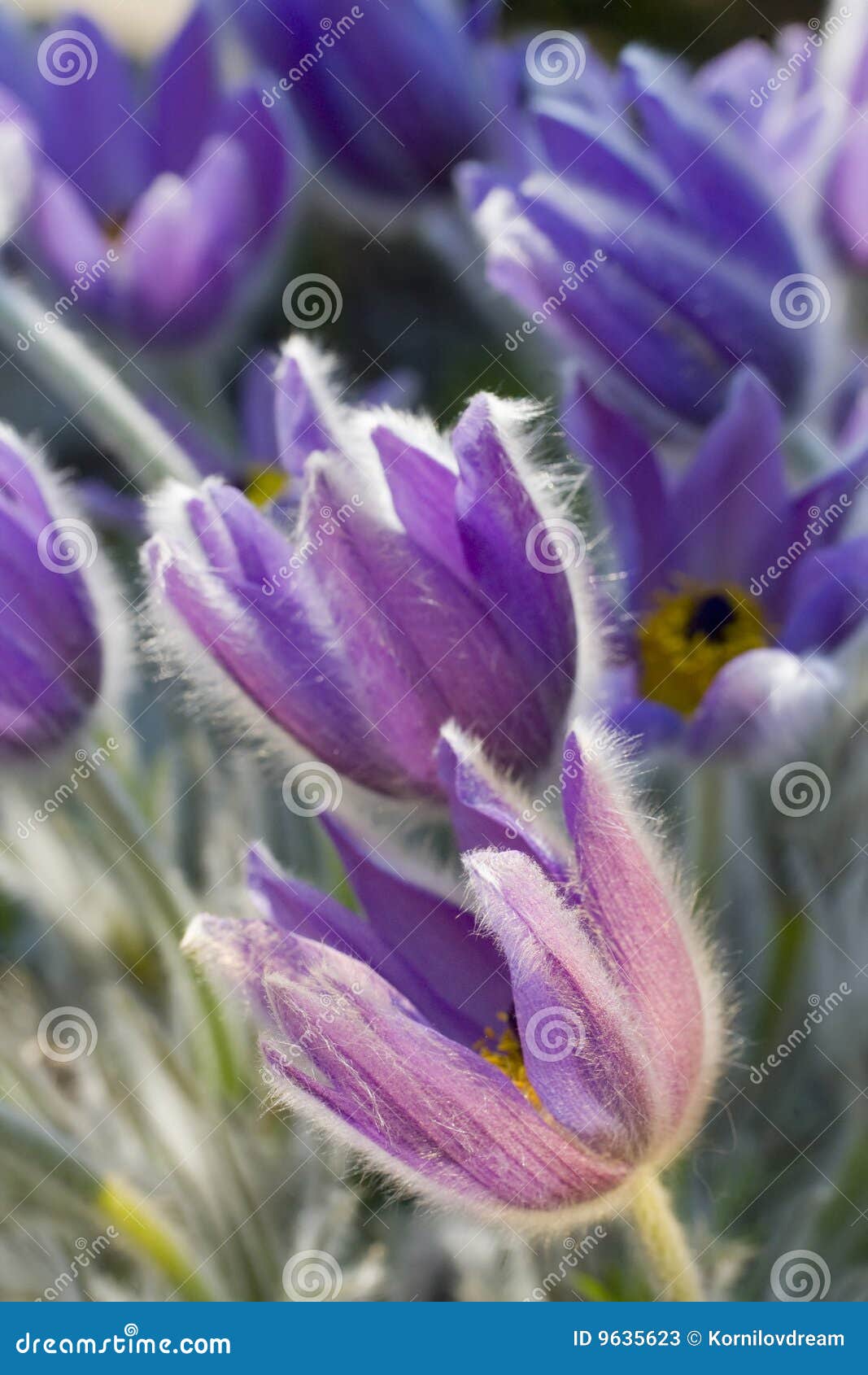 Fine blue flowers stock image. Image of beautiful, garden - 9635623