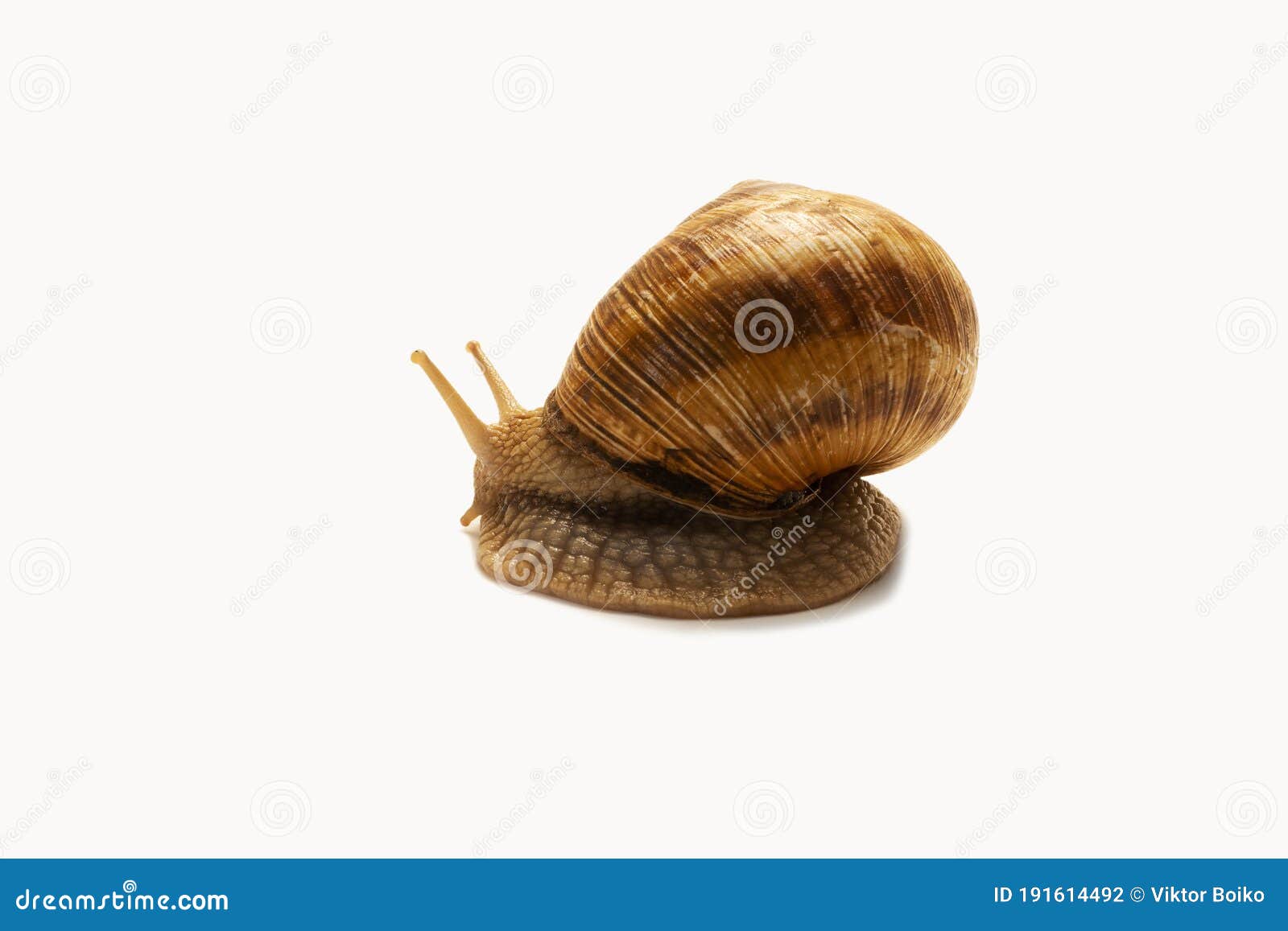 Fine Closeup Image of Italian Snail Stock Photo - Image of mollusk ...
