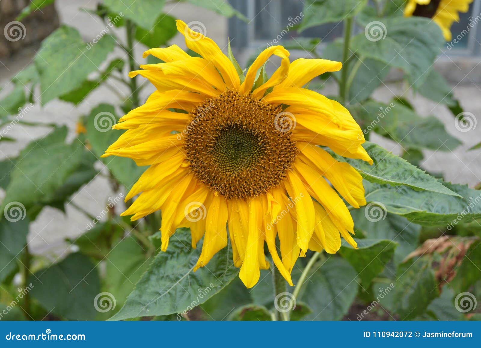 Fine del fiore del sole su fotografia stock. Immagine di fiore - 110942072