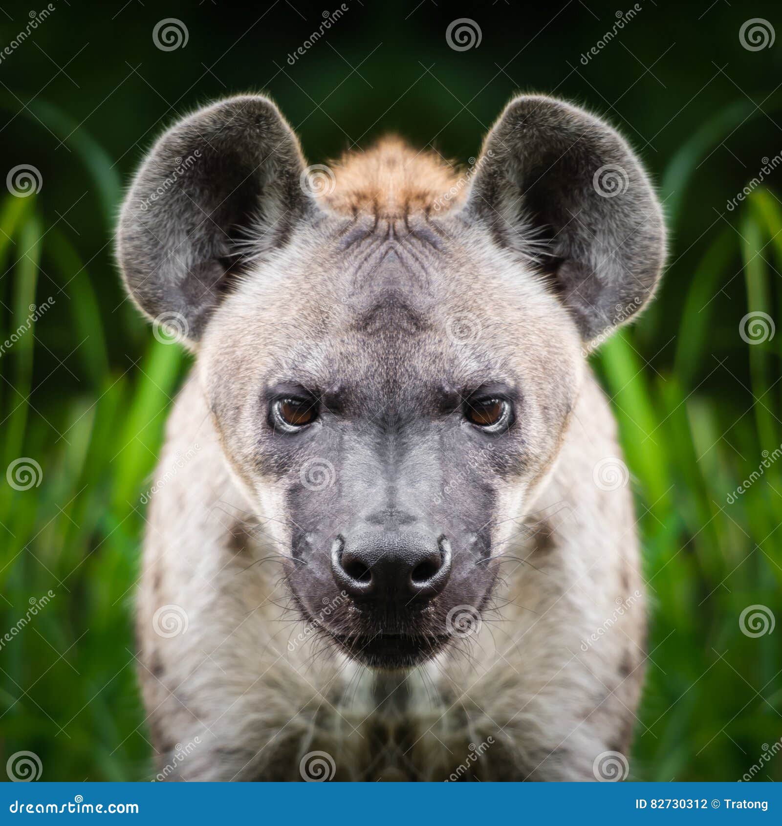 Fine Del Fronte Dell'iena Su Fotografia Stock - Immagine di carnivoro ...