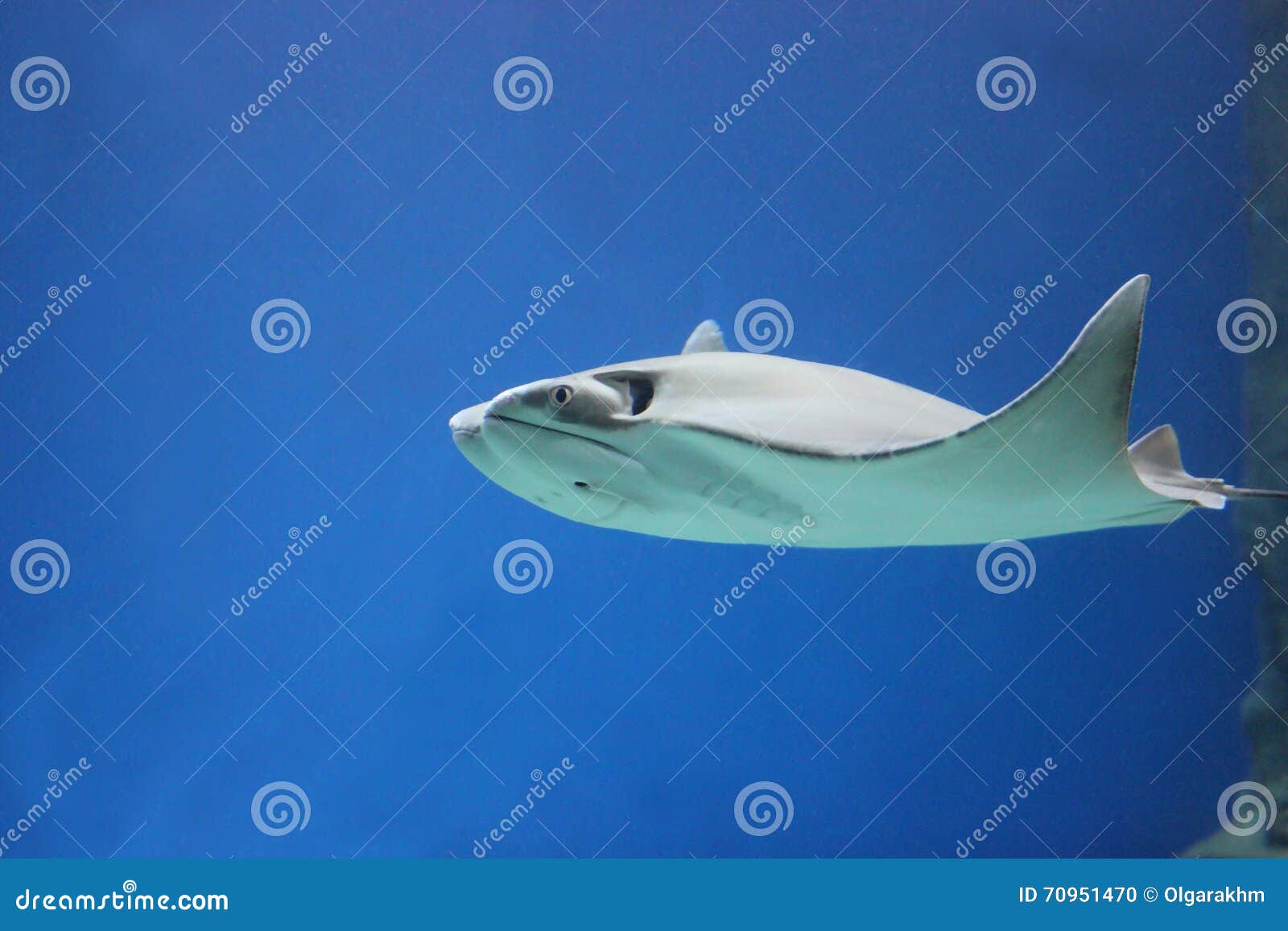 Fine Del Pesce Di Ray Su Underwater Fotografia Stock - Immagine di ...