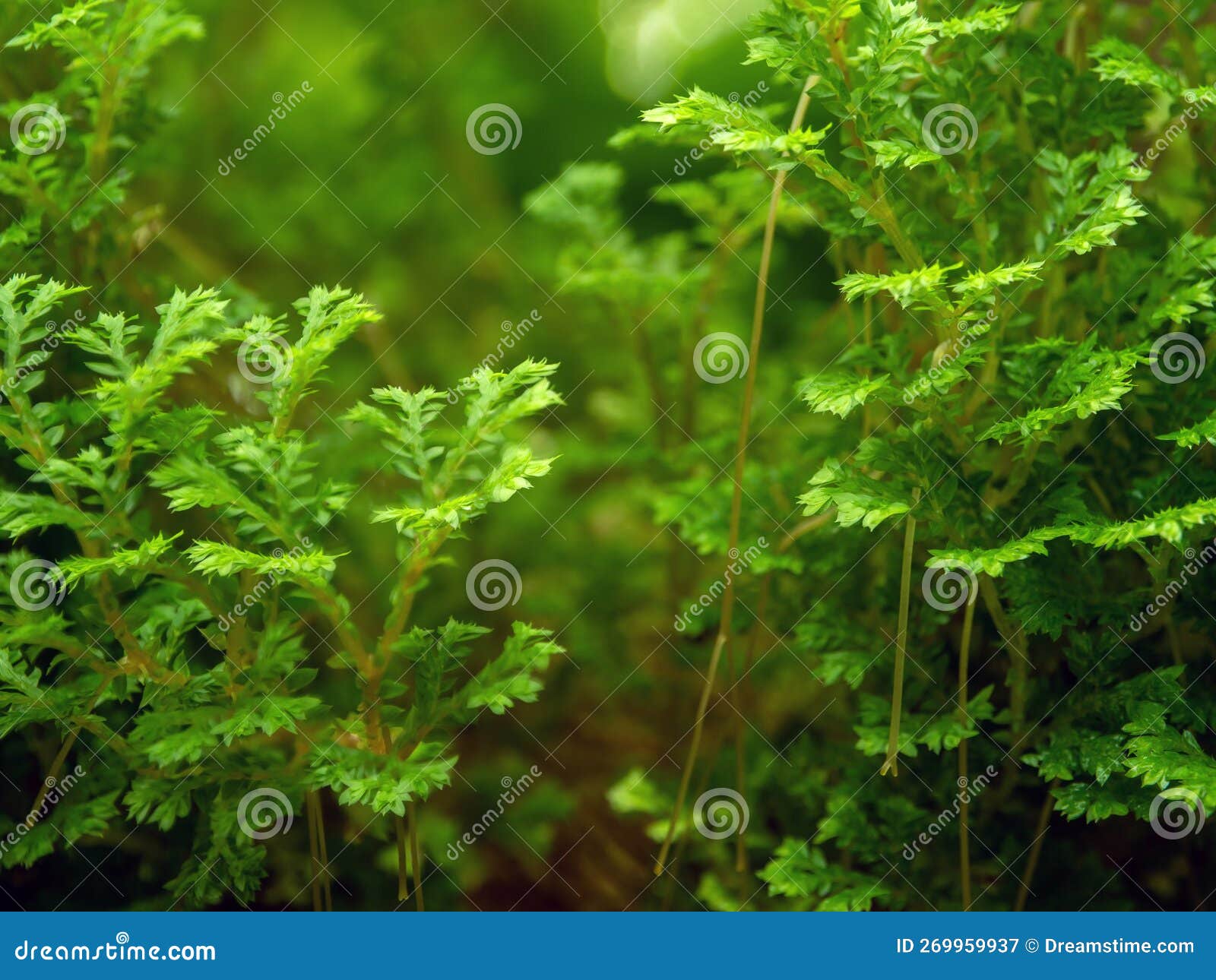 The Fine and Delicate Leaves of the Spike Moss Fern Stock Image - Image ...