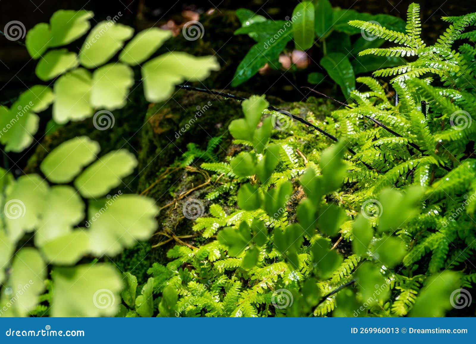 The Fine and Delicate Leaves of the Spike Moss Fern Stock Image - Image ...