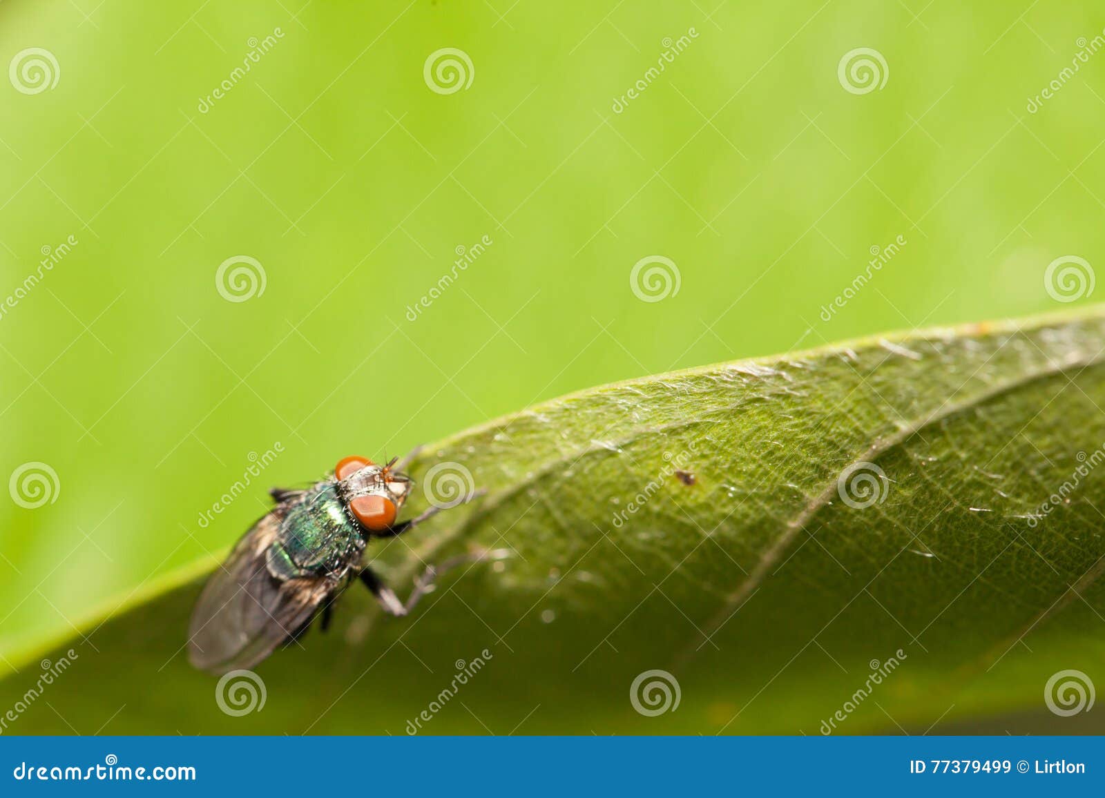 Fine Dell'insetto Della Mosca Su Immagine Stock - Immagine di macro ...