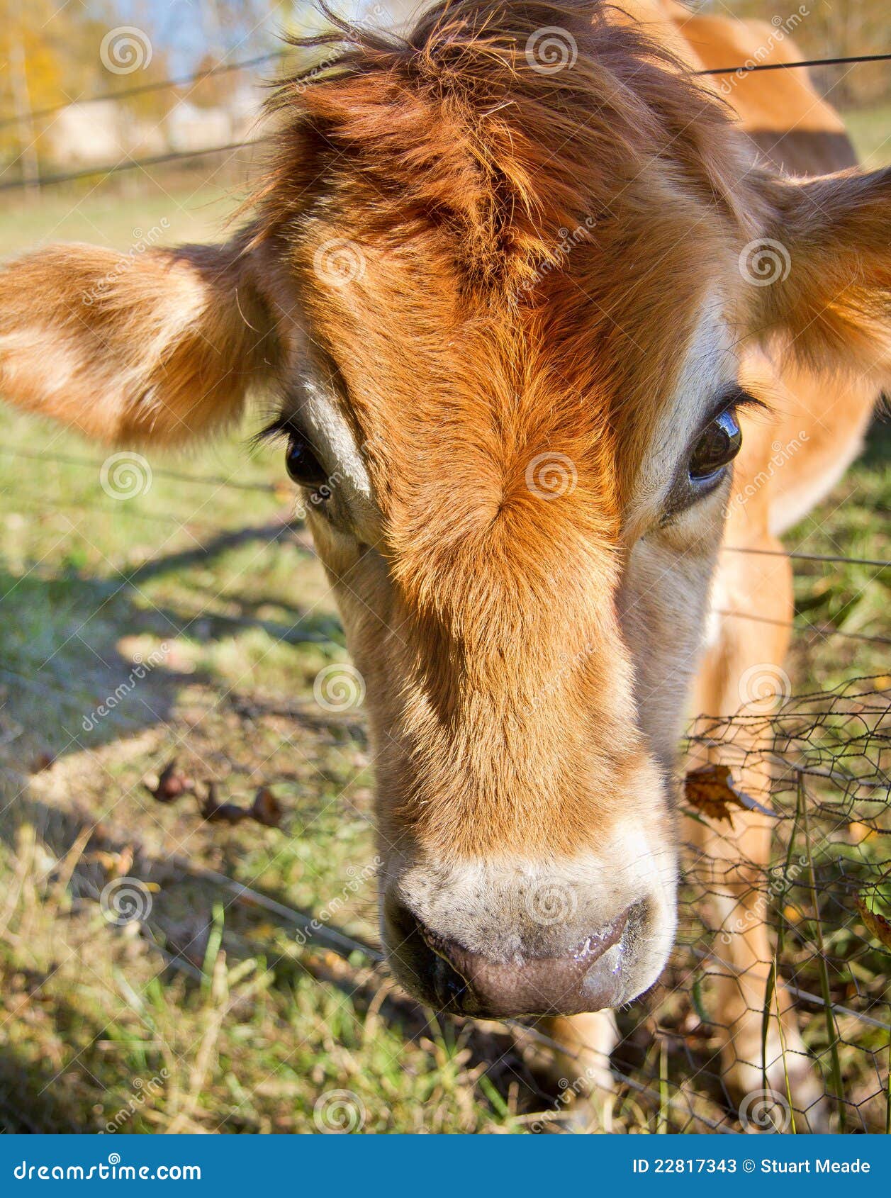 Fine Della Mucca Da Latte in Su Immagine Stock - Immagine di podere ...