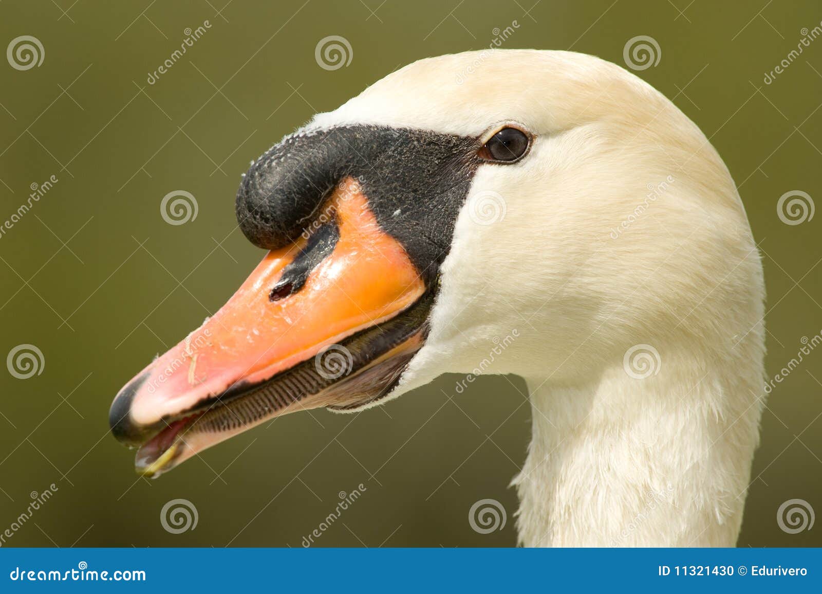 Fine Della Testa Del Cigno in Su Fotografia Stock - Immagine di luce ...