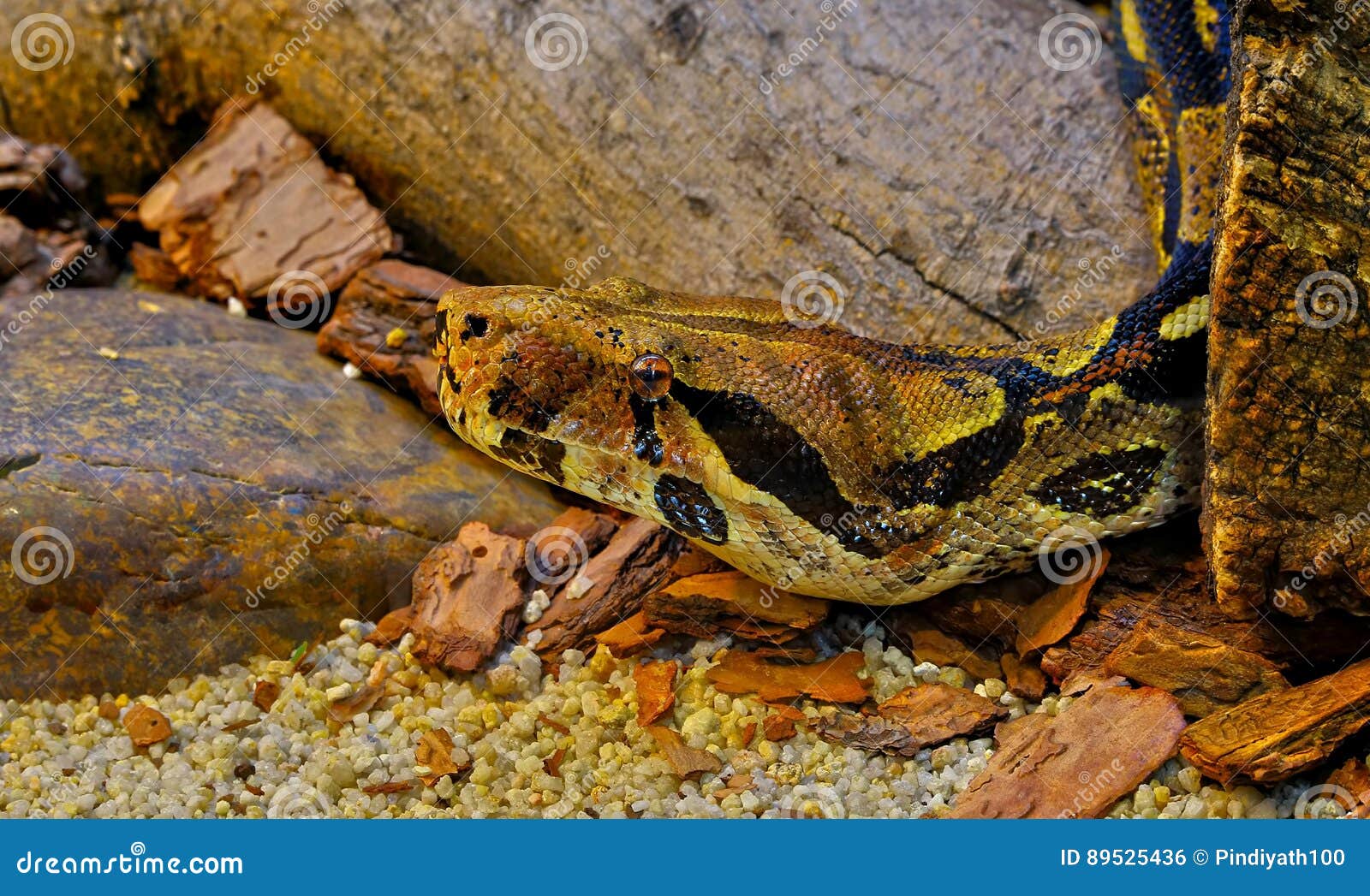 Fine Della Testa Del Serpente Del Boa Constrictor Su Fotografia Stock ...