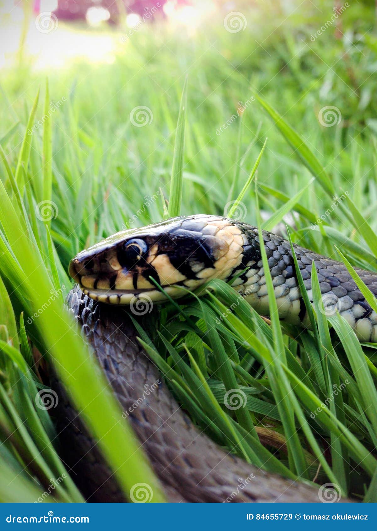 Fine Della Testa Del Serpente Di Erba Del Rettile Su Immagine Stock ... Fine Della Testa Del Serpente Di Erba Del Rettile Su Immagine Stock ...