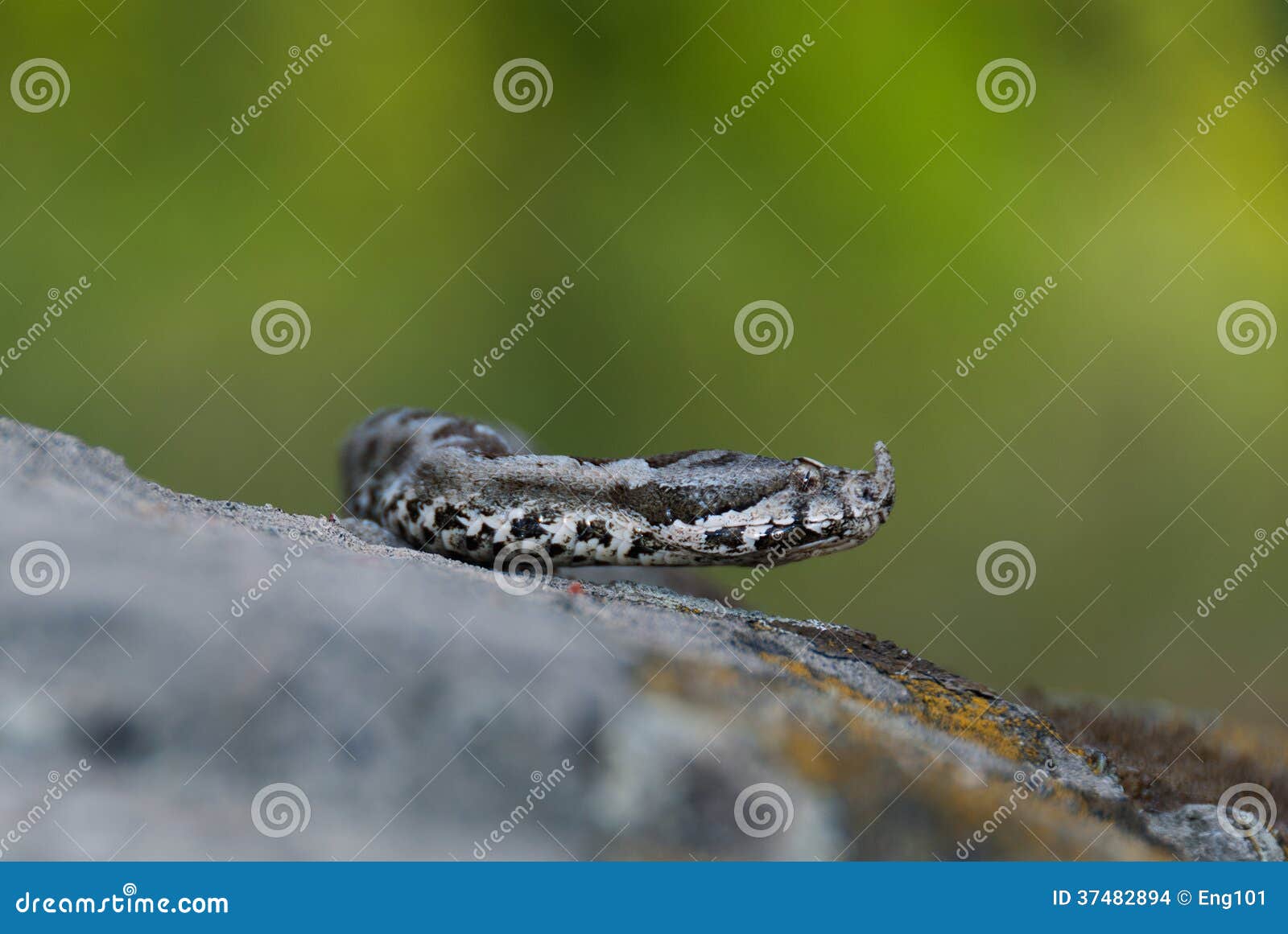 Fine Della Testa Della Vipera Cornuta Su Fotografia Stock - Immagine di ...