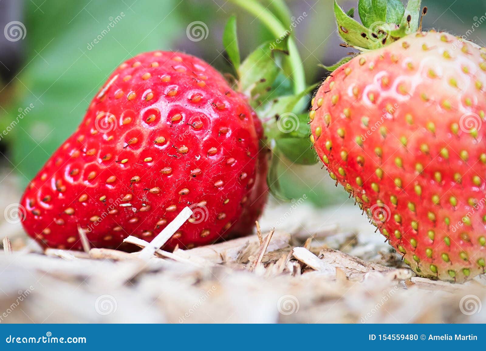 The Fine Details of a Stawberries on Yellow Mulch Stock Photo - Image ...