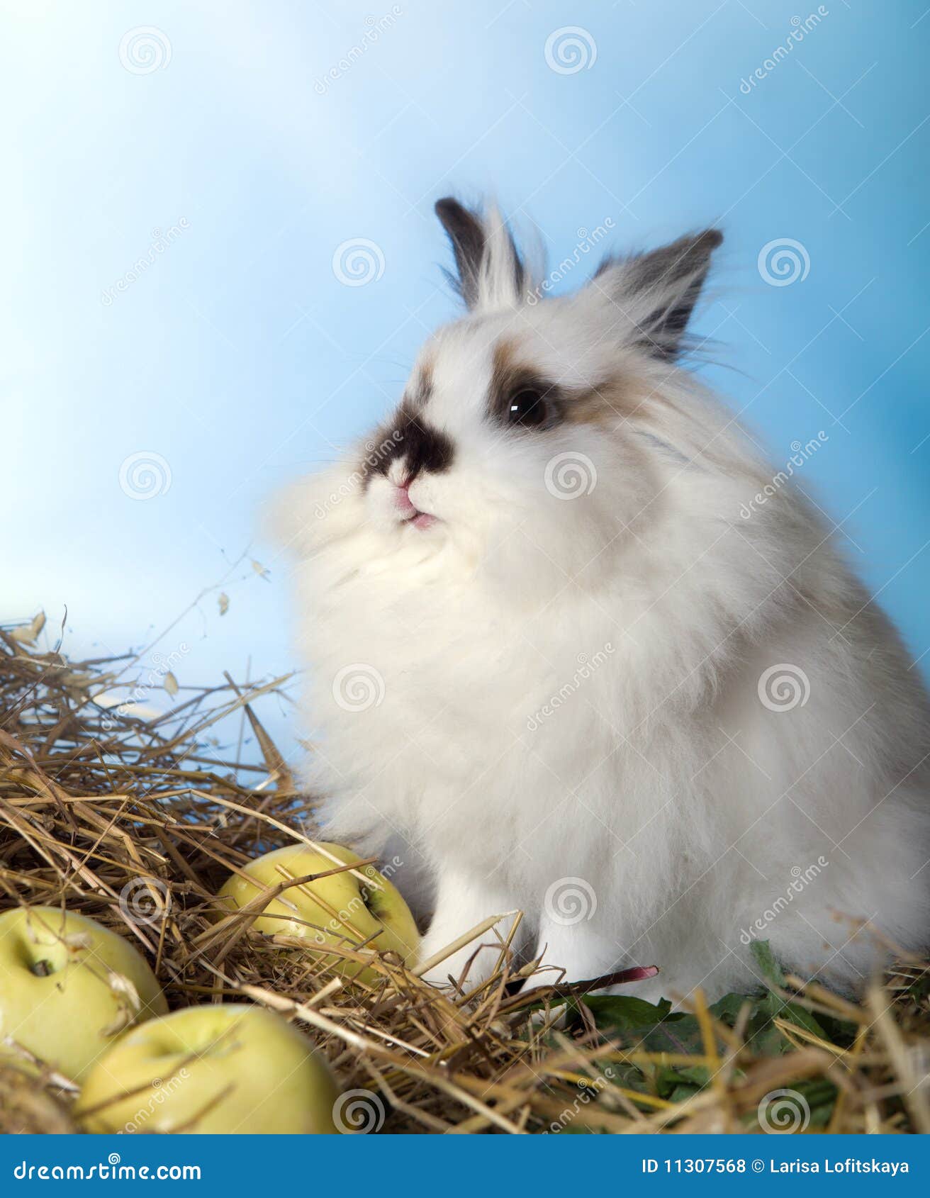 Fine doe rabbit stock photo. Image of mammal, cute, food - 11307568