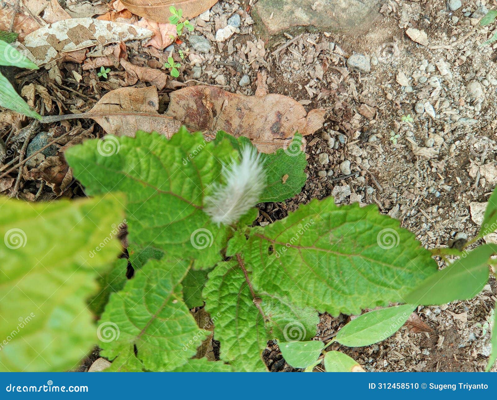 Fine Feather Falling on Green Leaves Stock Photo - Image of green ...