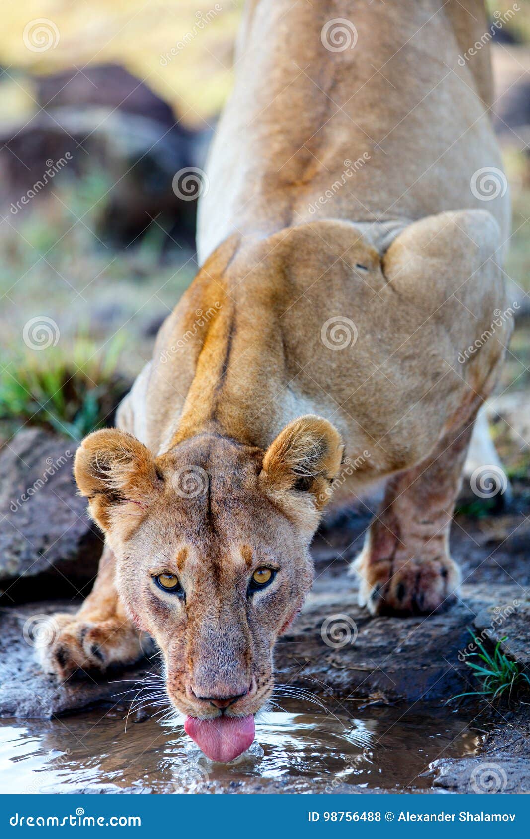 Fine Femminile Del Leone Su Fotografia Stock - Immagine di bello ...