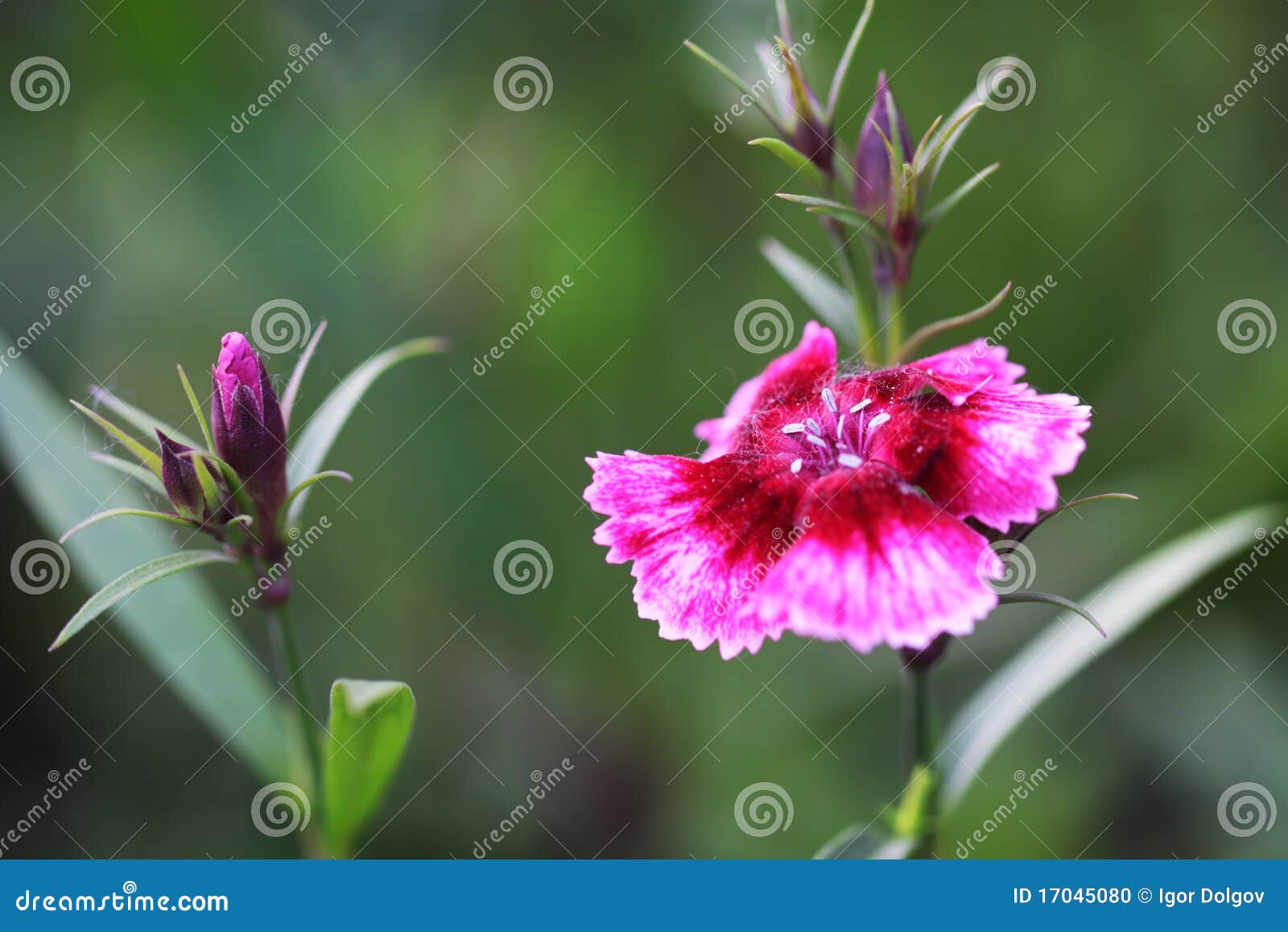 Fine flower stock photo. Image of nature, garden, cultivated - 17045080