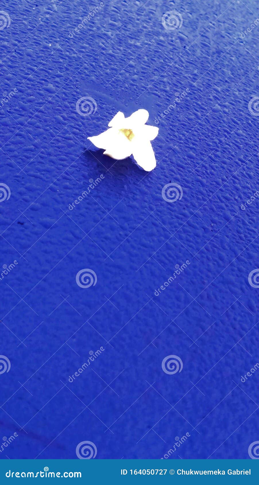 Fine Flower on Water Blue Background by Eclef 190 Stock Image - Image ...