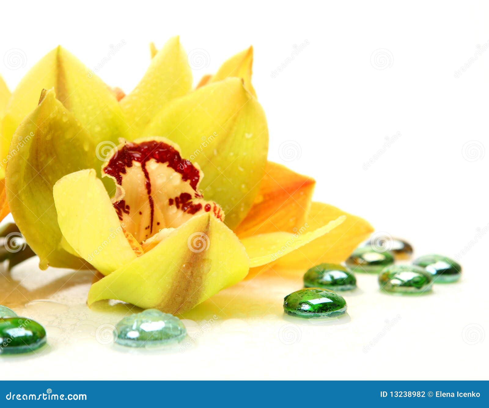 Fine flowers stock photo. Image of white, plant, smell - 13238982