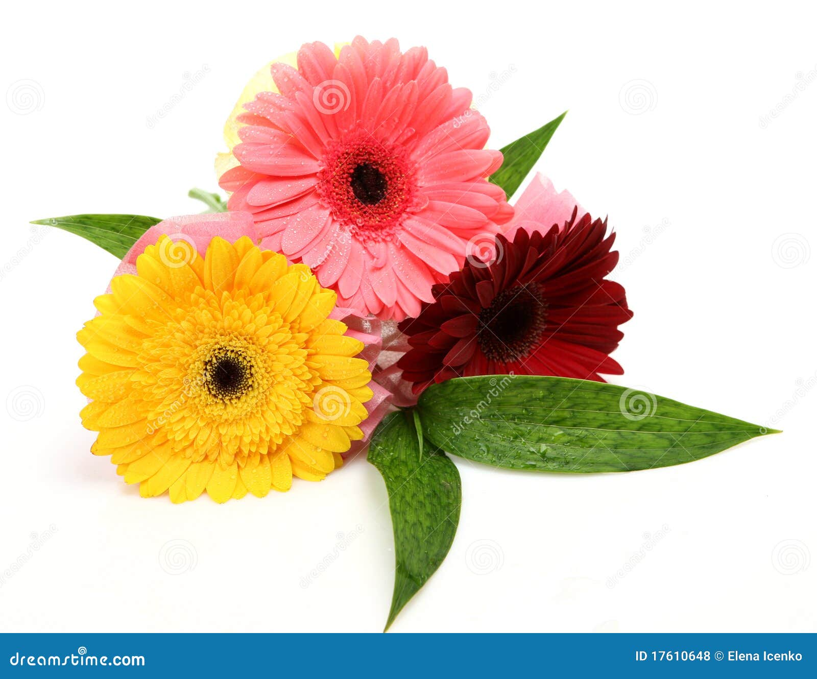 Fine flowers stock photo. Image of isolated, flora, holiday - 17610648