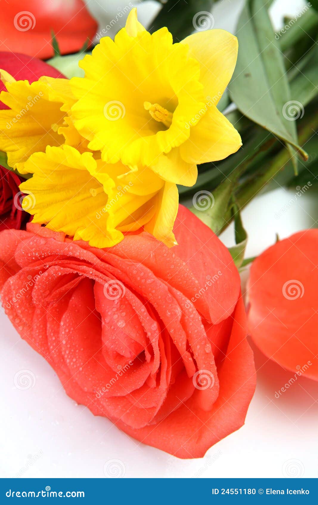 Fine flowers stock photo. Image of rose, love, bouquet - 24551180