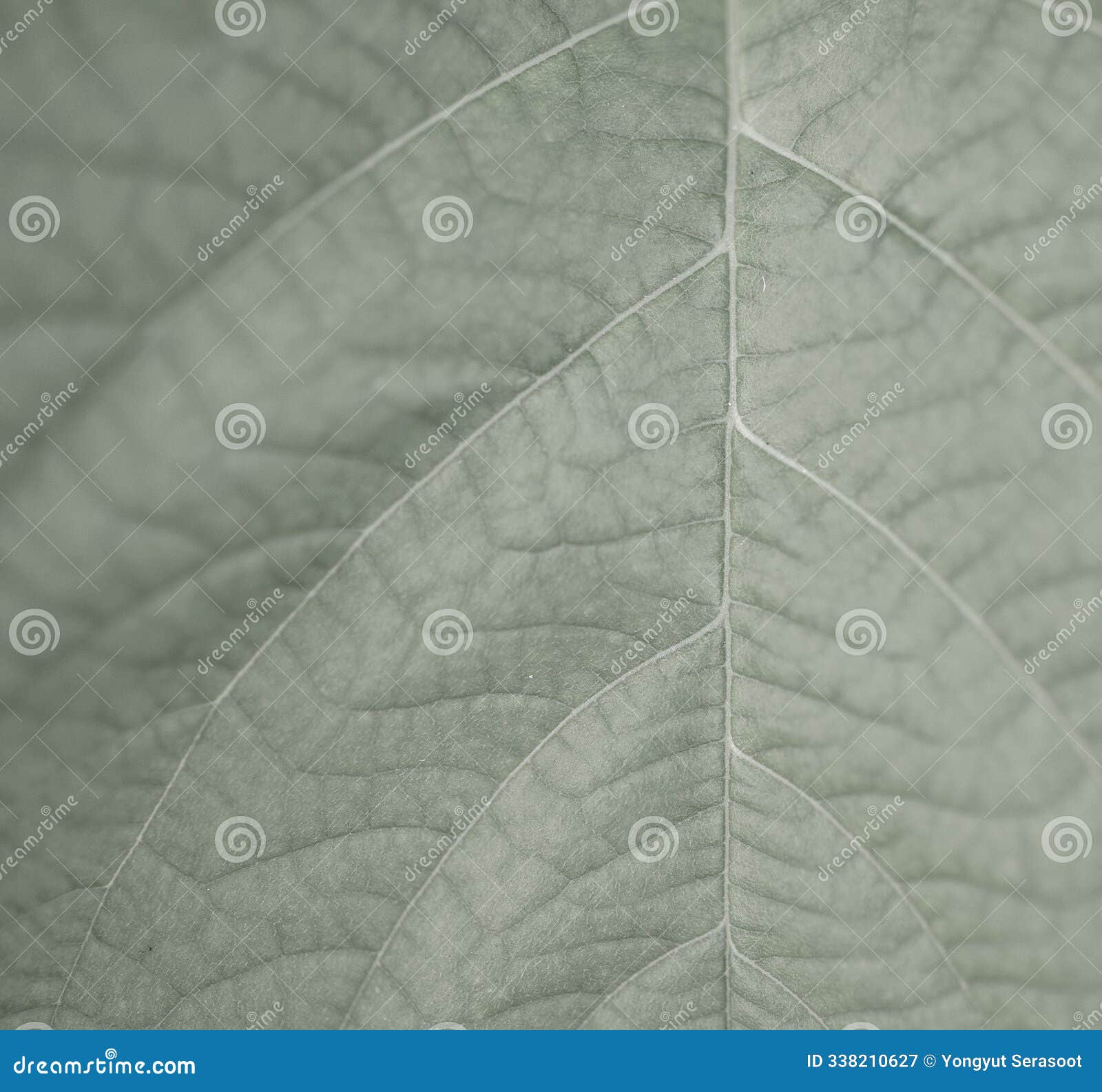 Fine Grain Texture of Natural Green Leaves Stock Image - Image of ...