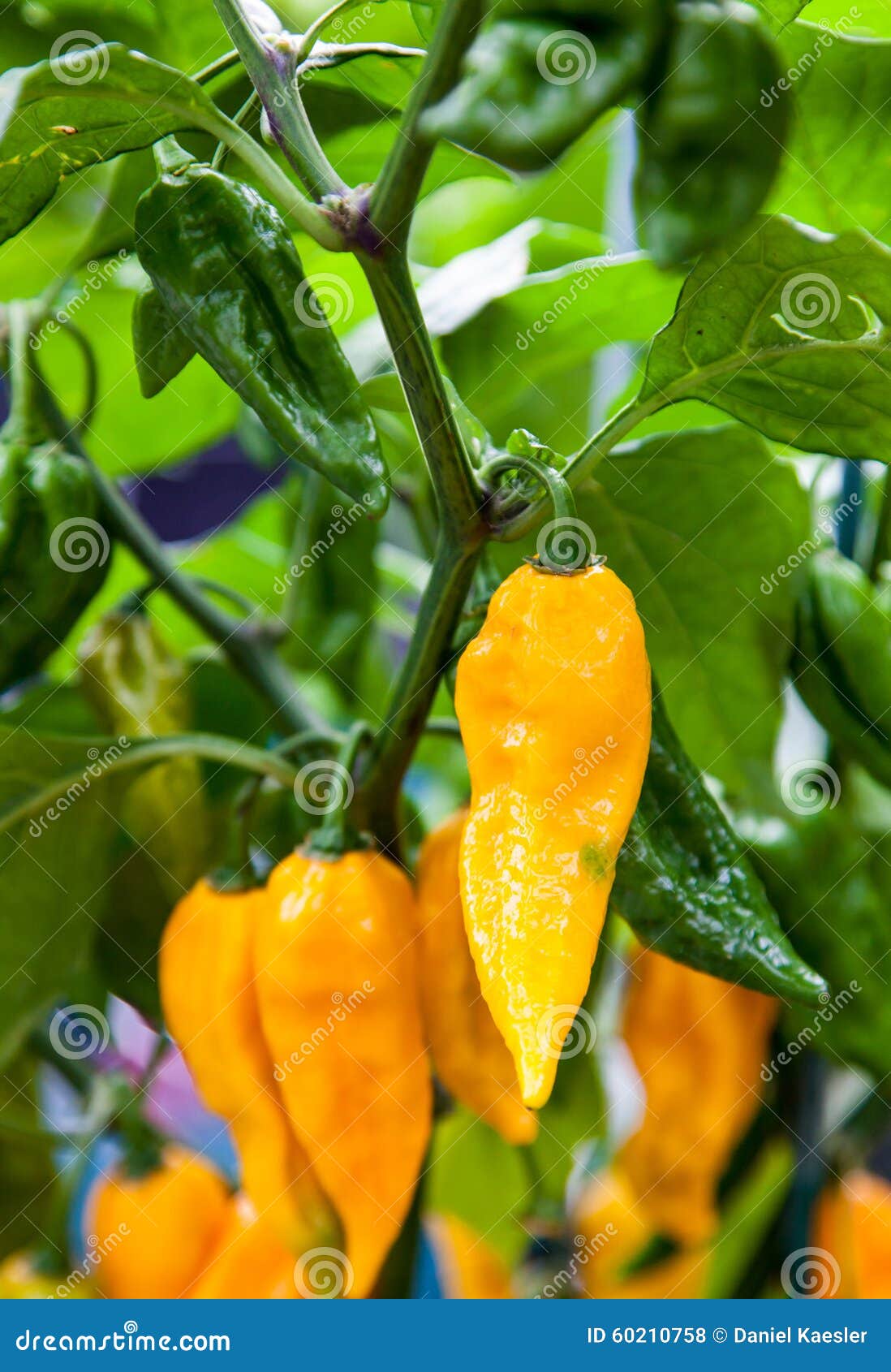 Fine grown chili pepper stock photo. Image of mexican - 60210758