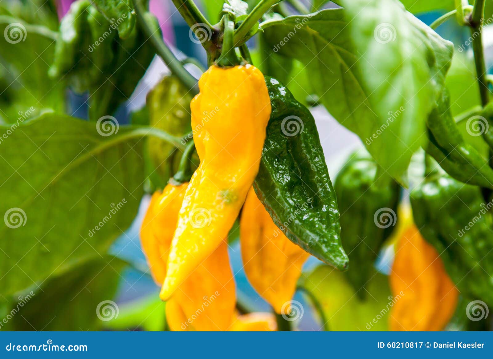 Fine grown chili pepper stock image. Image of plant, grown - 60210817