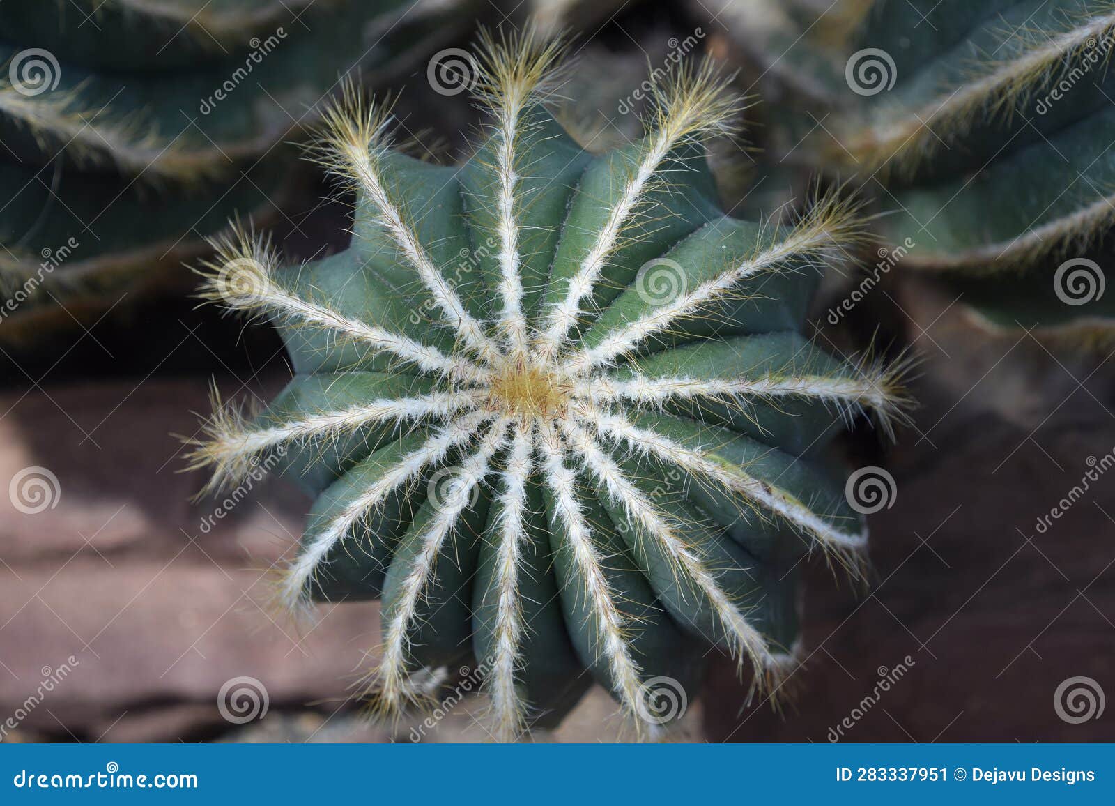 Yatu Cactus In Aruba Stock Image | CartoonDealer.com #78017635