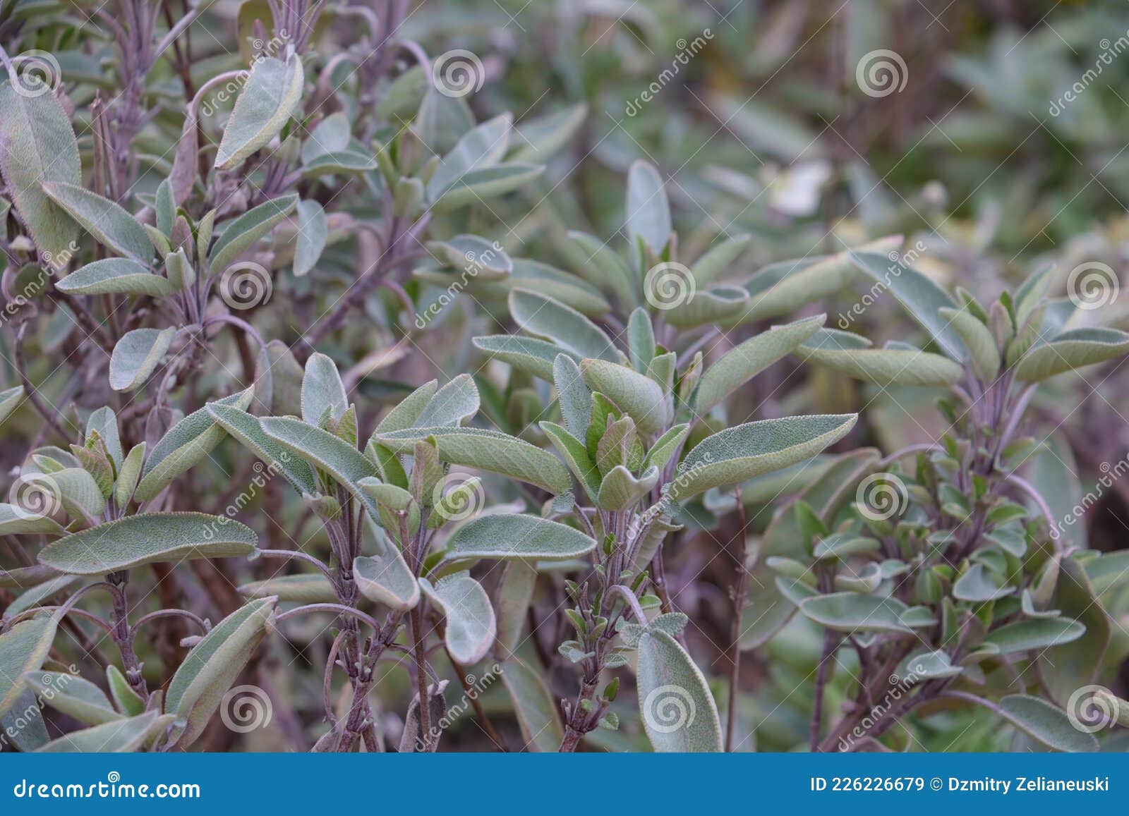 Fine Herbs and Aromatic Plants. Seasoning Treasures Stock Image - Image ...