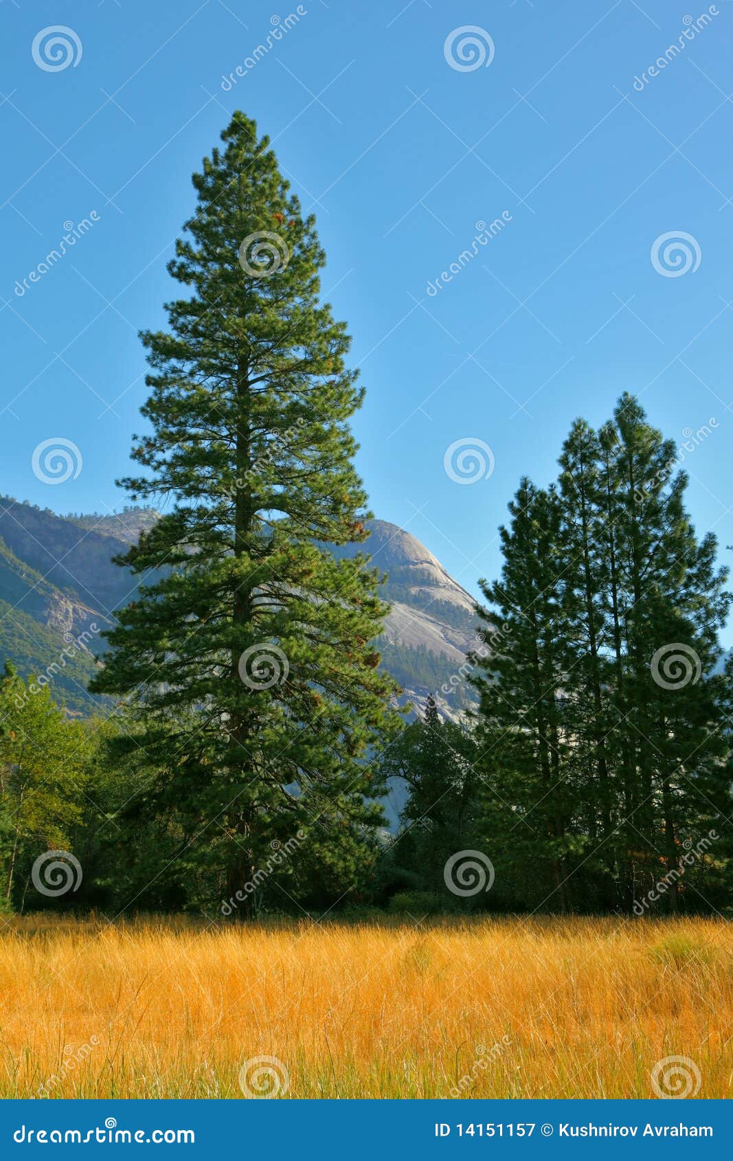 Fine high fur-tree stock image. Image of grass, national - 14151157