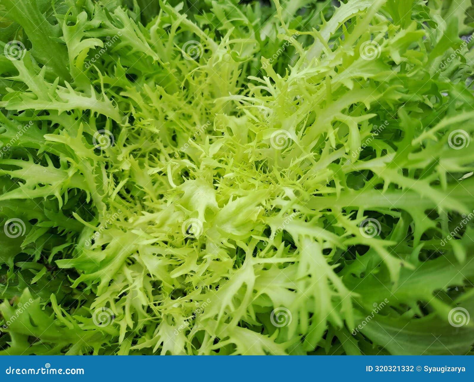 Fine Leaves and Quirky Appearance Stock Photo - Image of appearance ...