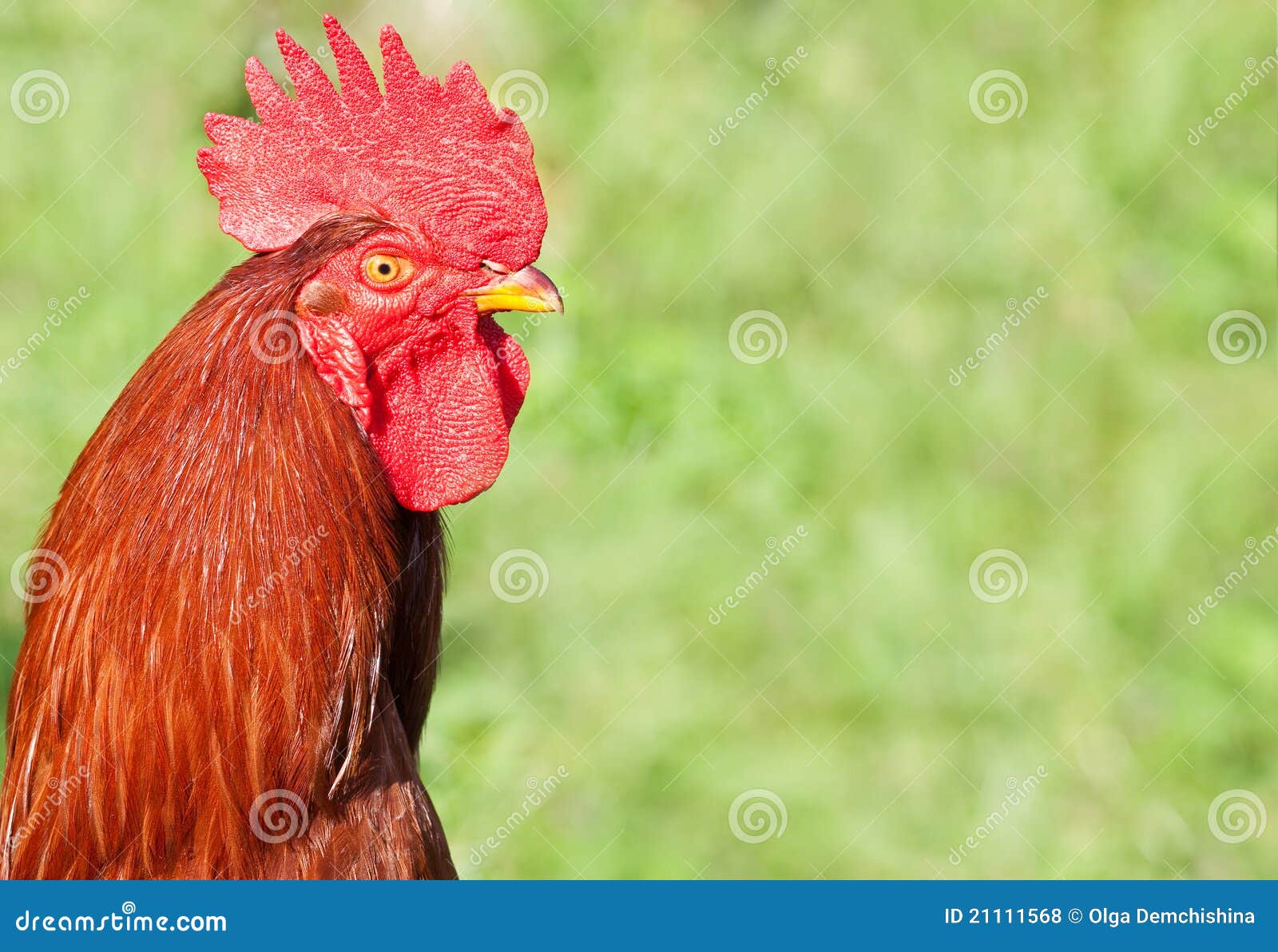 Fine Looking Rooster Portrait Stock Photo - Image of species, comb ...