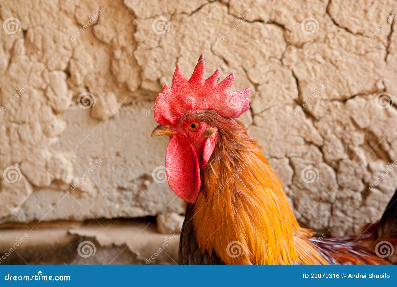 Fine Looking Rooster Portrait Stock Photo - Image of avian, poultry ...