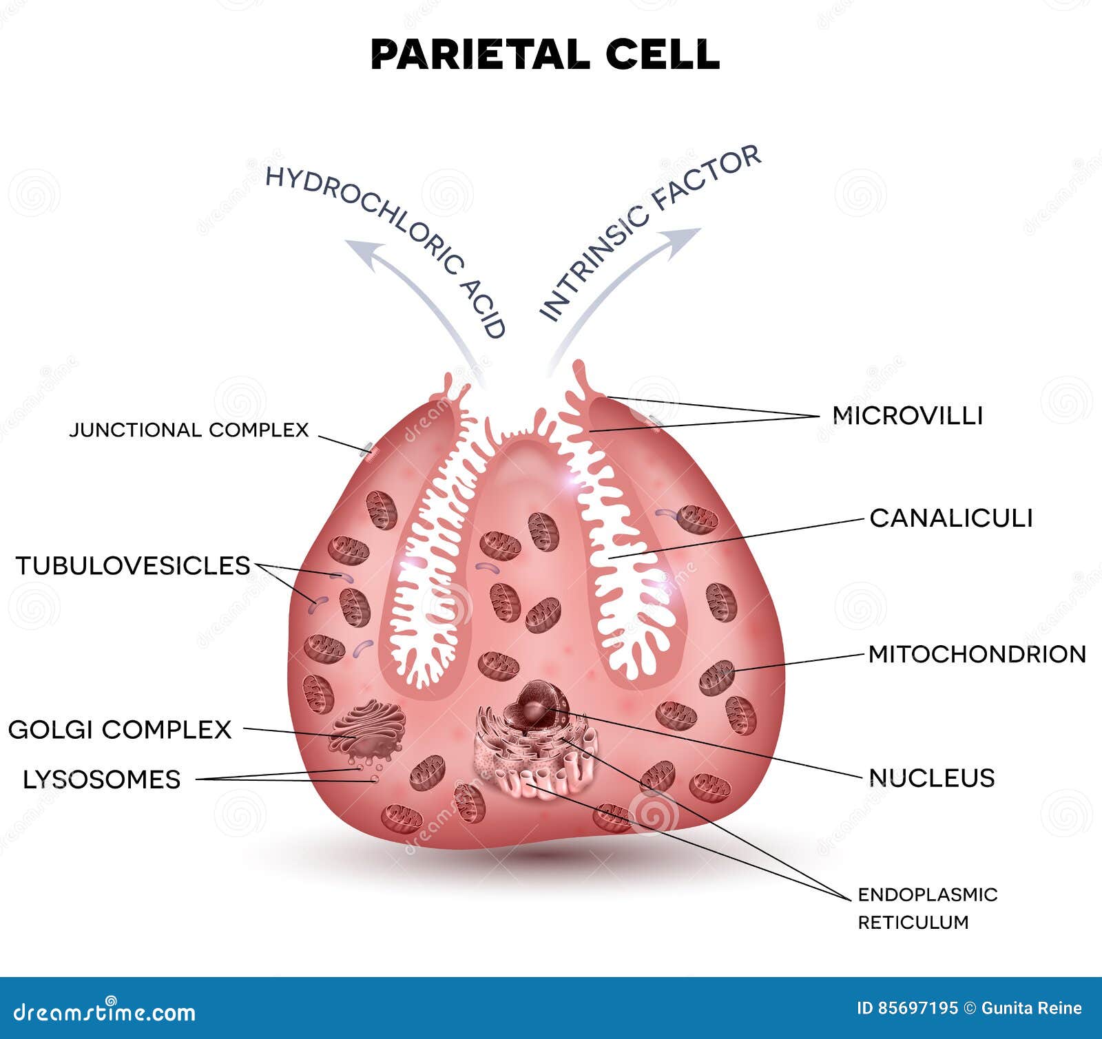Fine Parietale Delle Cellule Su Illustrazione Vettoriale ...