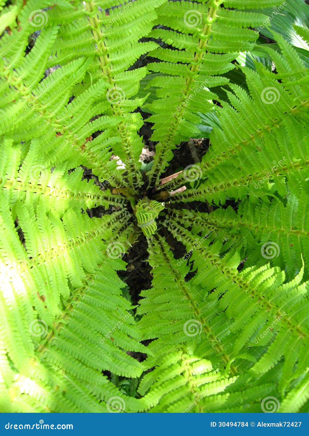 Fine Pattern from Leaves of Fern Stock Photo - Image of growing, curly ...